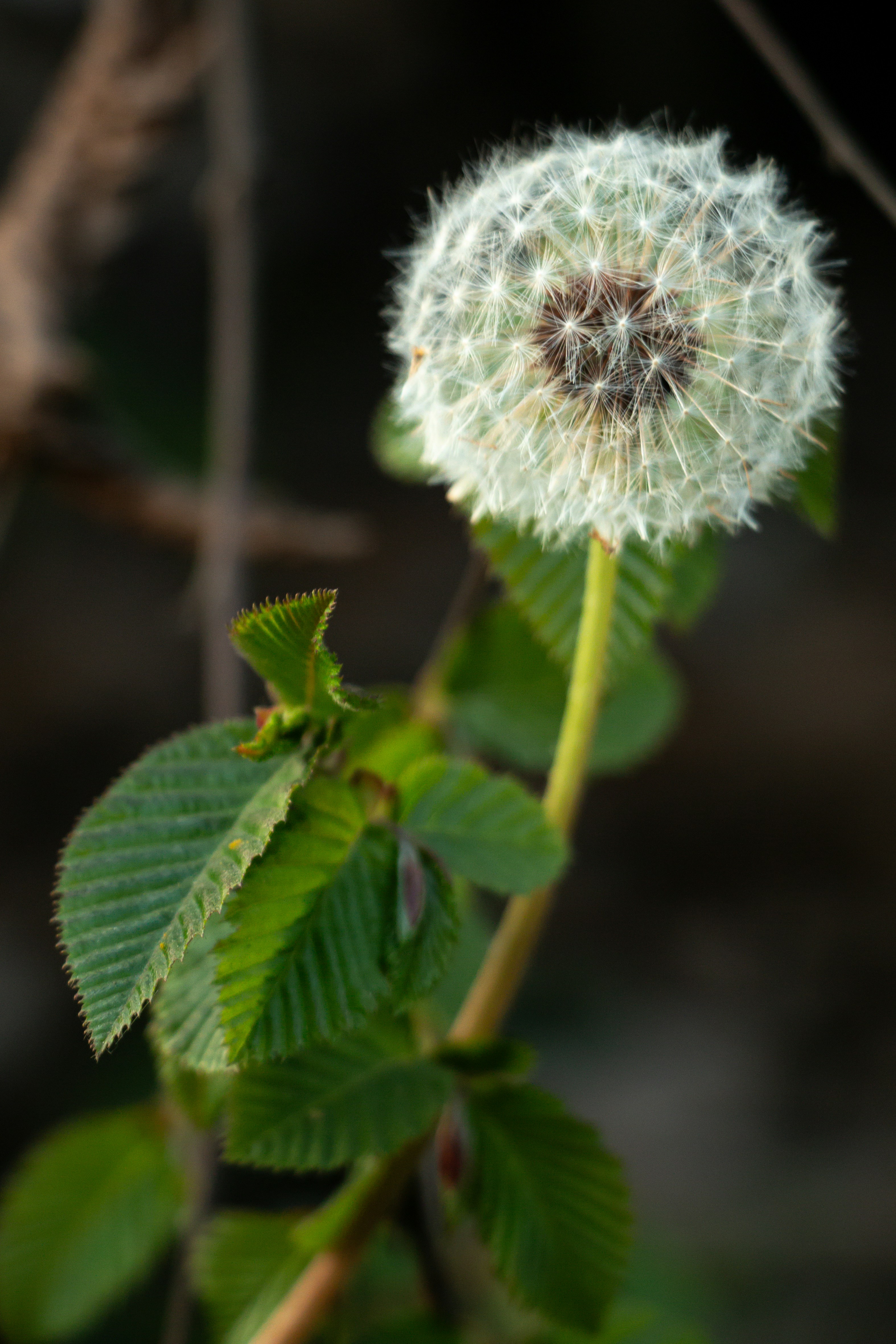 Dandelion Clock on a slender stem