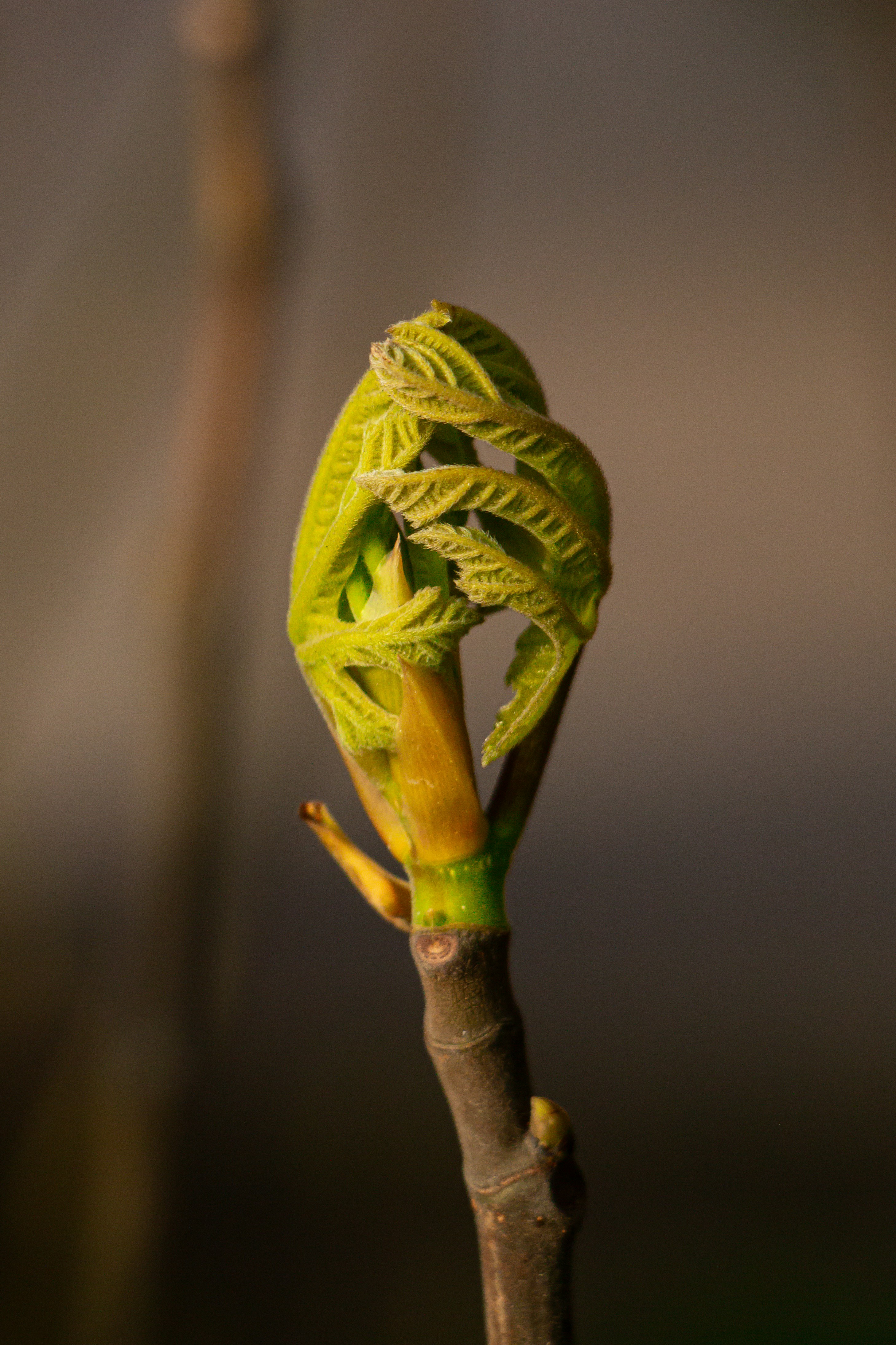 New Leaves, Quiet Emergence