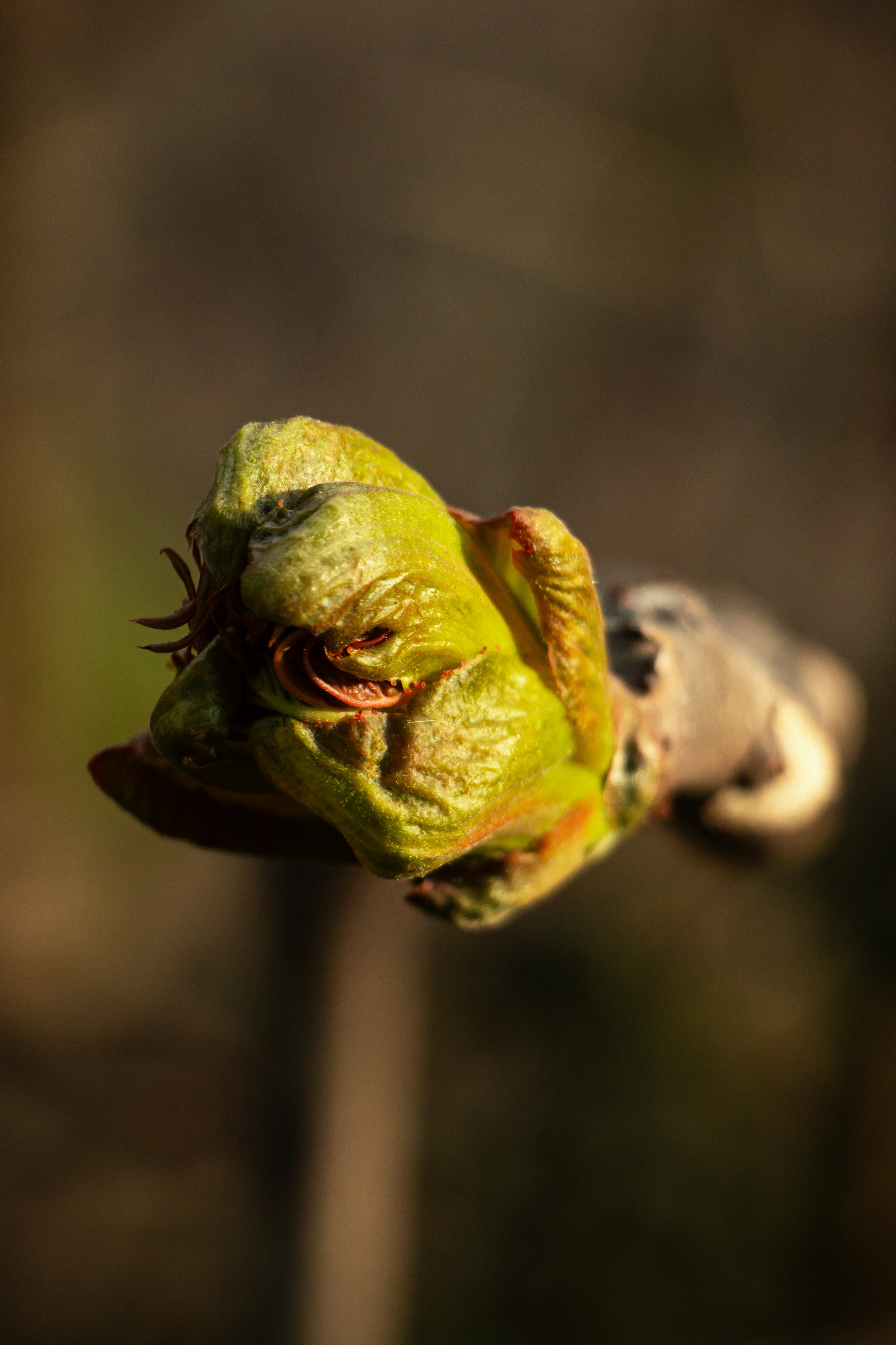 Emerging Bud: A Close-Up of Spring’s First Green Fold