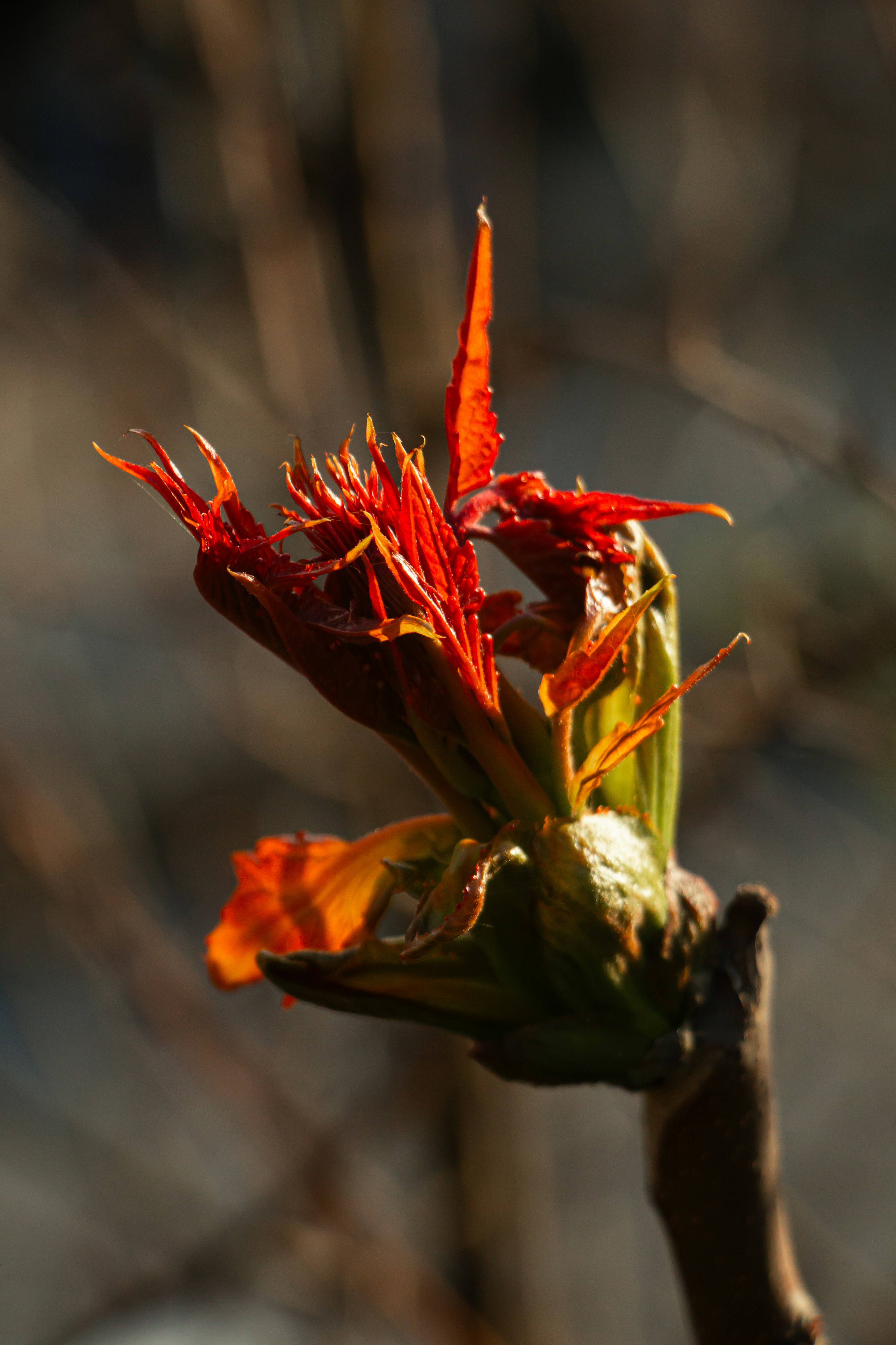 Crimson Firebud Emerging from a Sturdy Stem