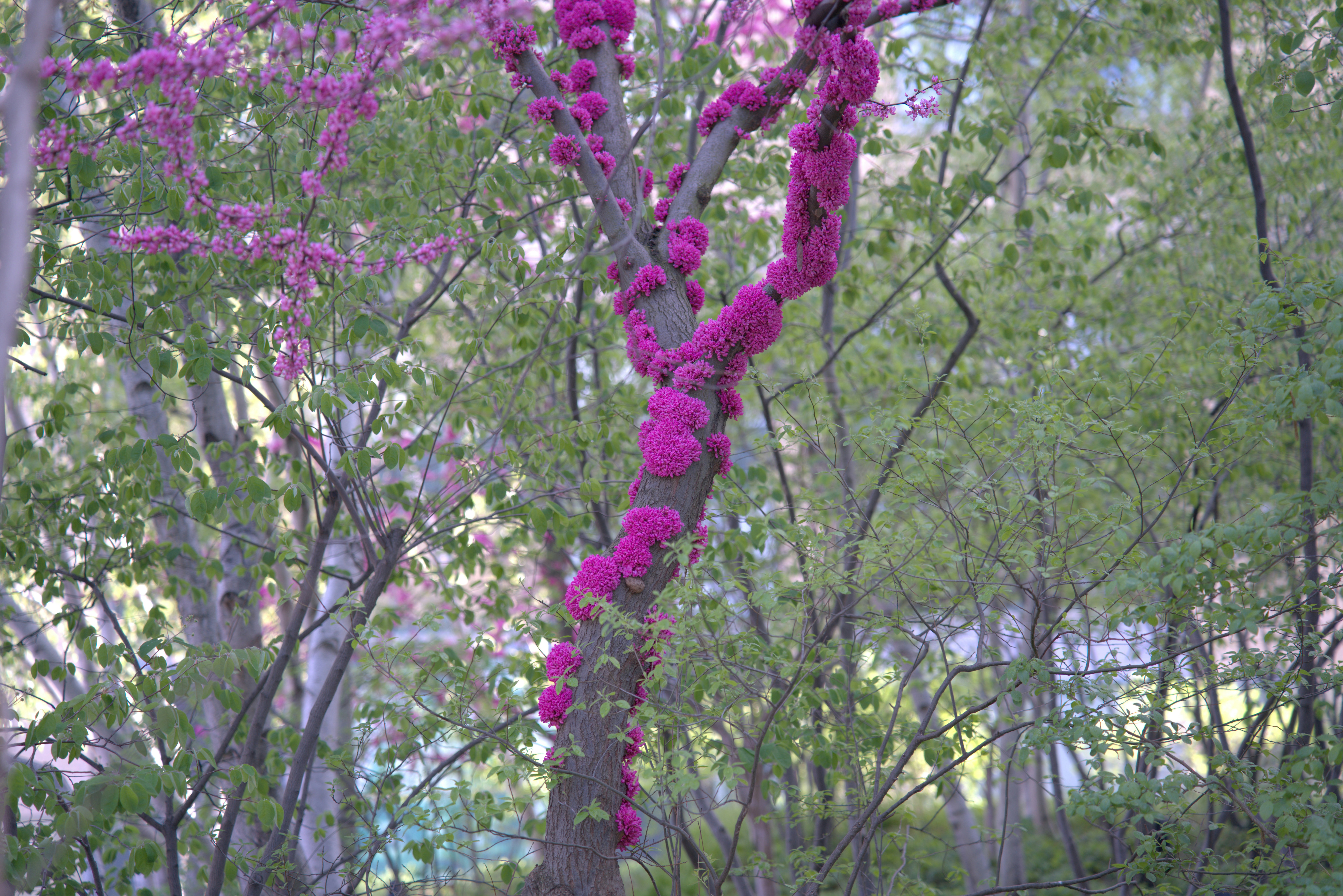 Crimson Beads on the Quiet Branch