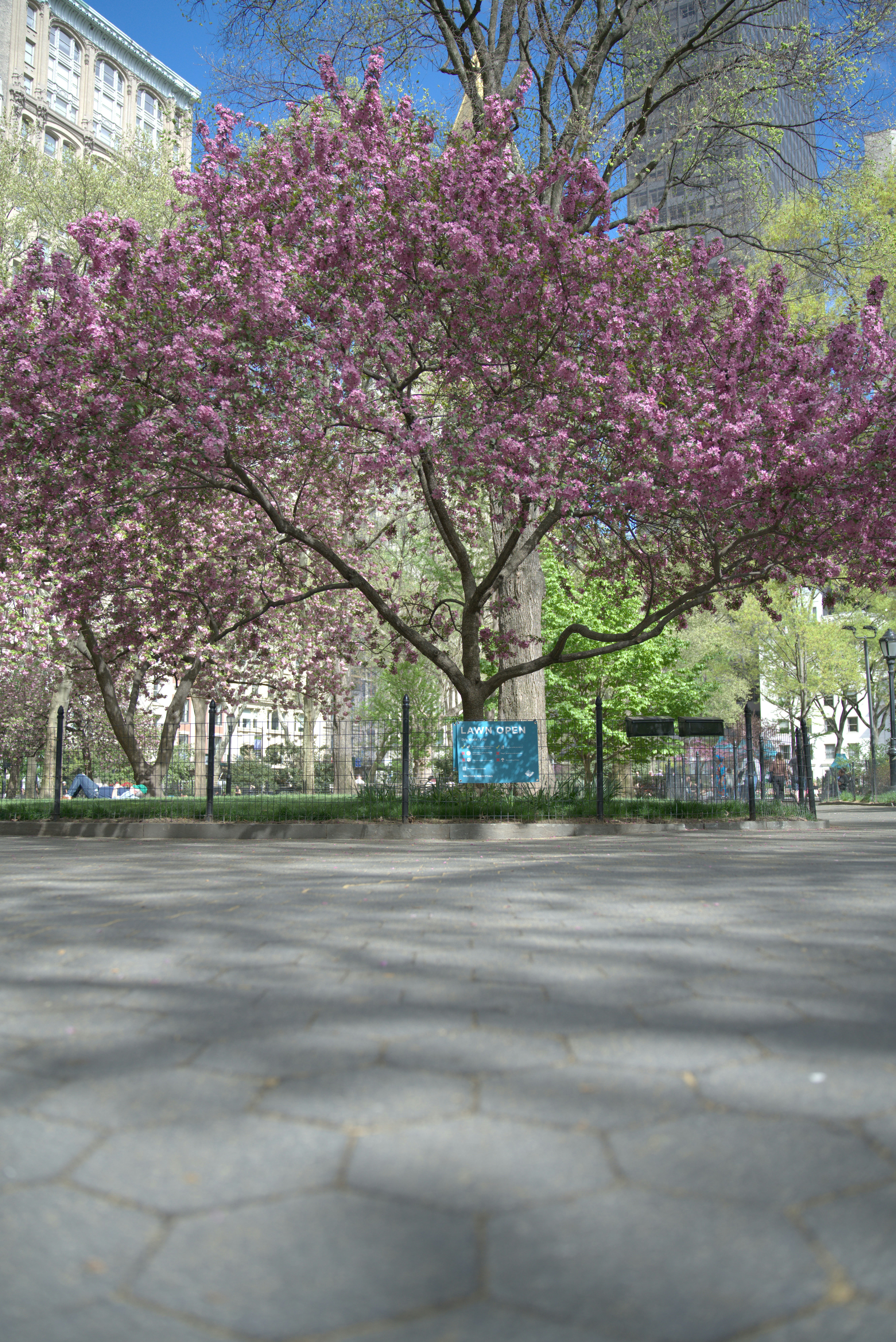 Blossom Canopy Over Urban Pavement
