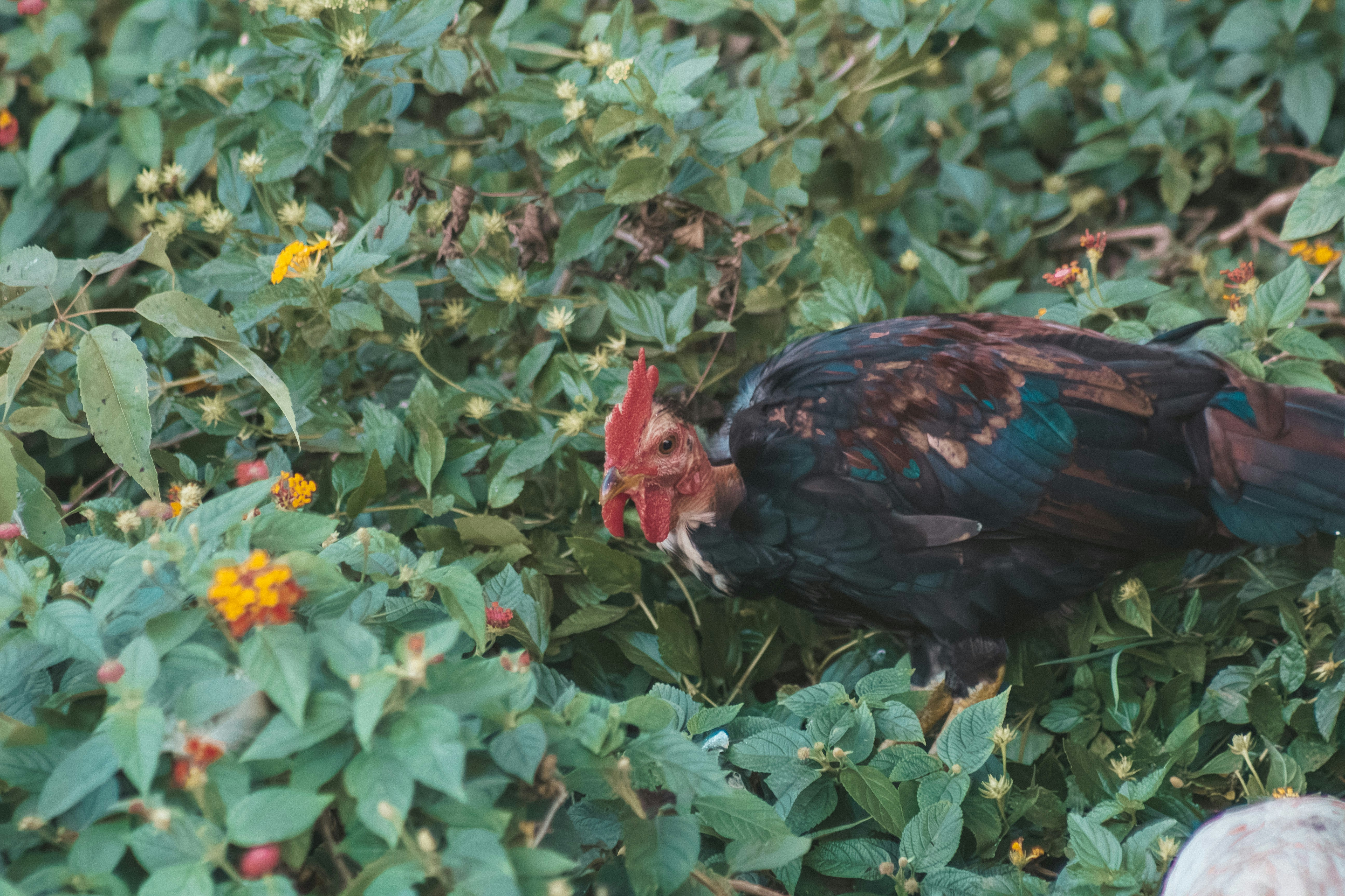 Rooster Among Greenery: A vivid coastal coop scene