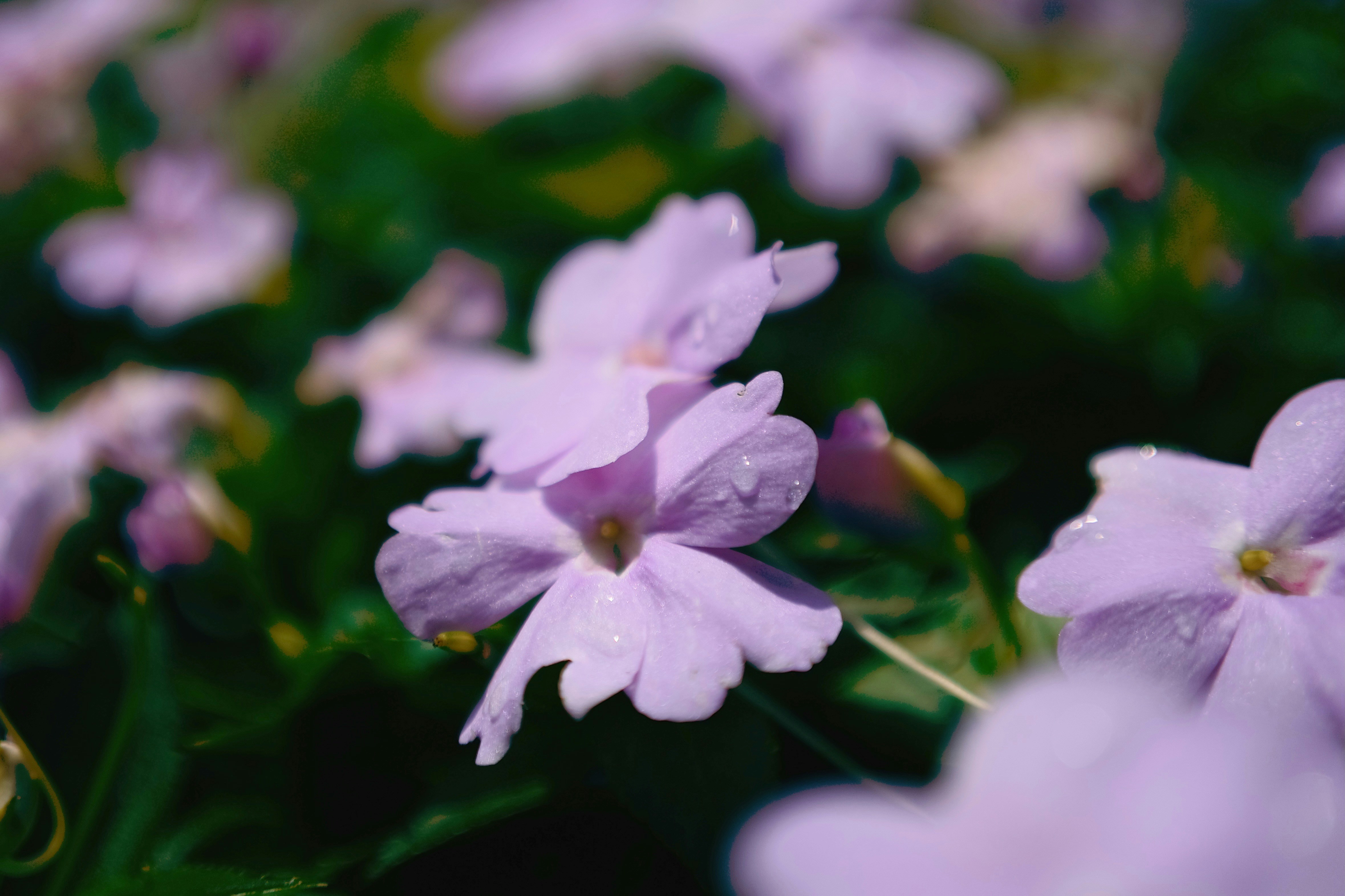 Lavender Petals in Soft Focus</n>