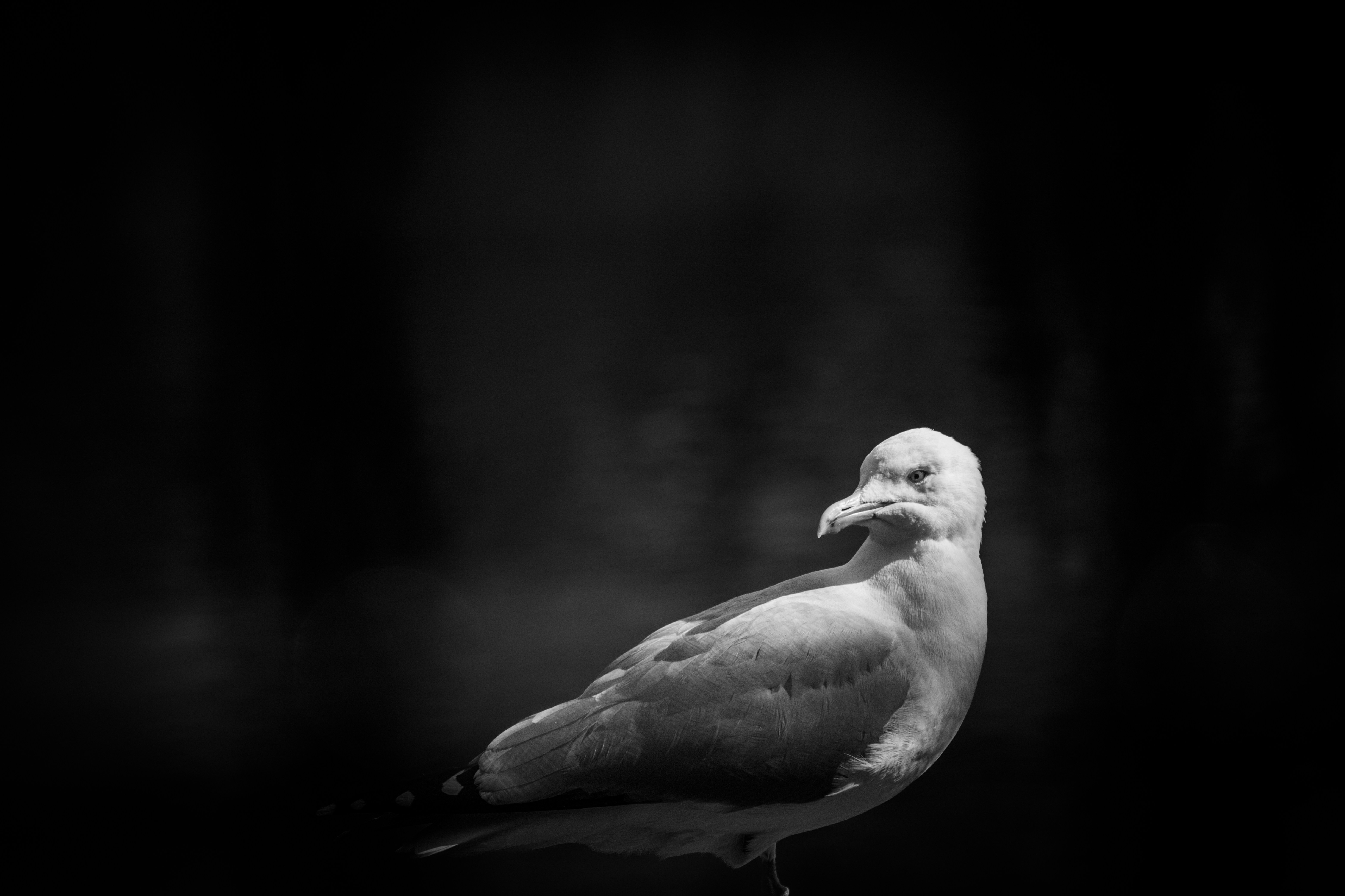 Midnight Watcher: Seabird in Quiet Backlit Silence