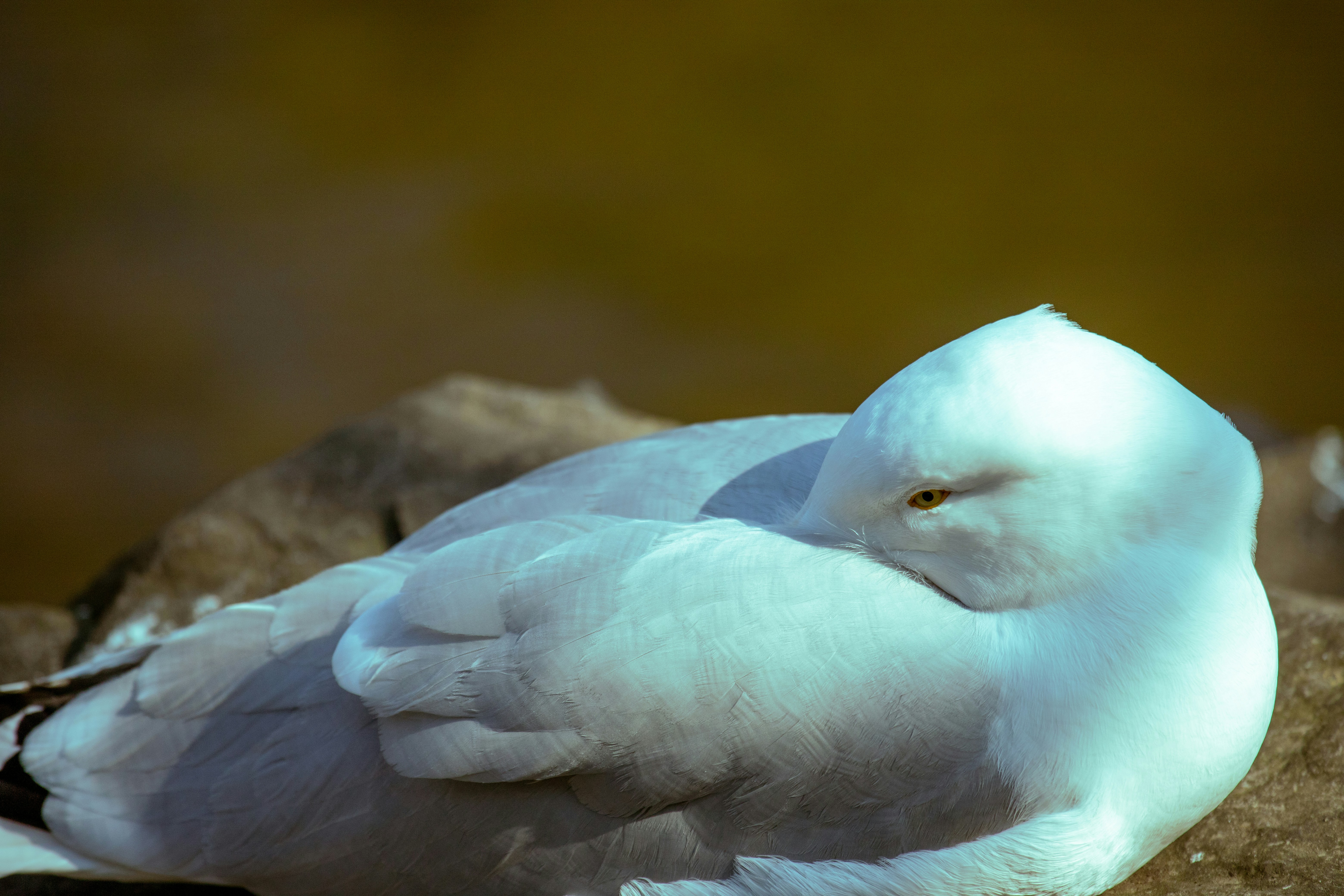 Azure Quiet: A Snowy Gull Resting on Coastal Stone