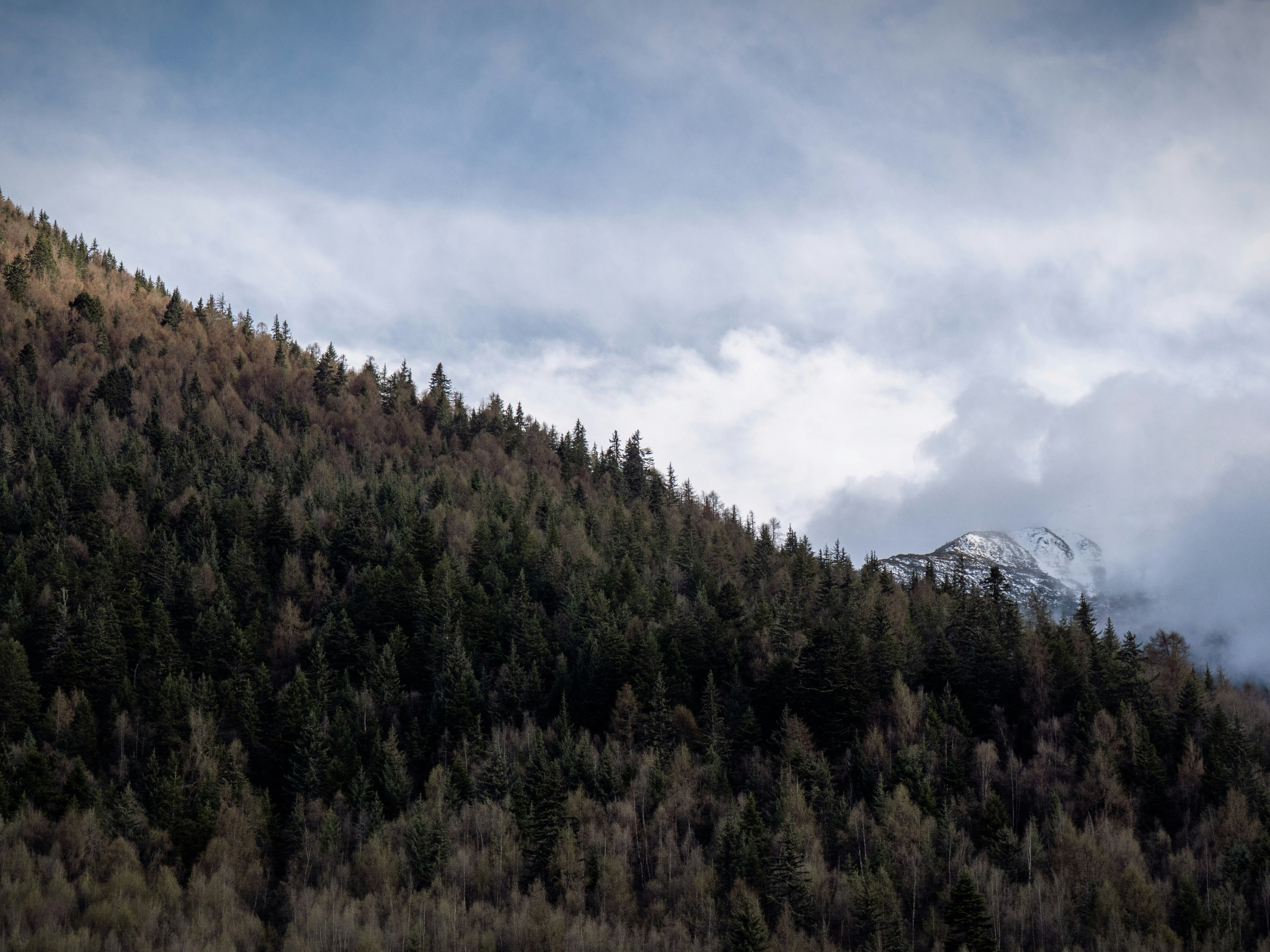 Snow-capped peak peeking over a forested slope at dawn