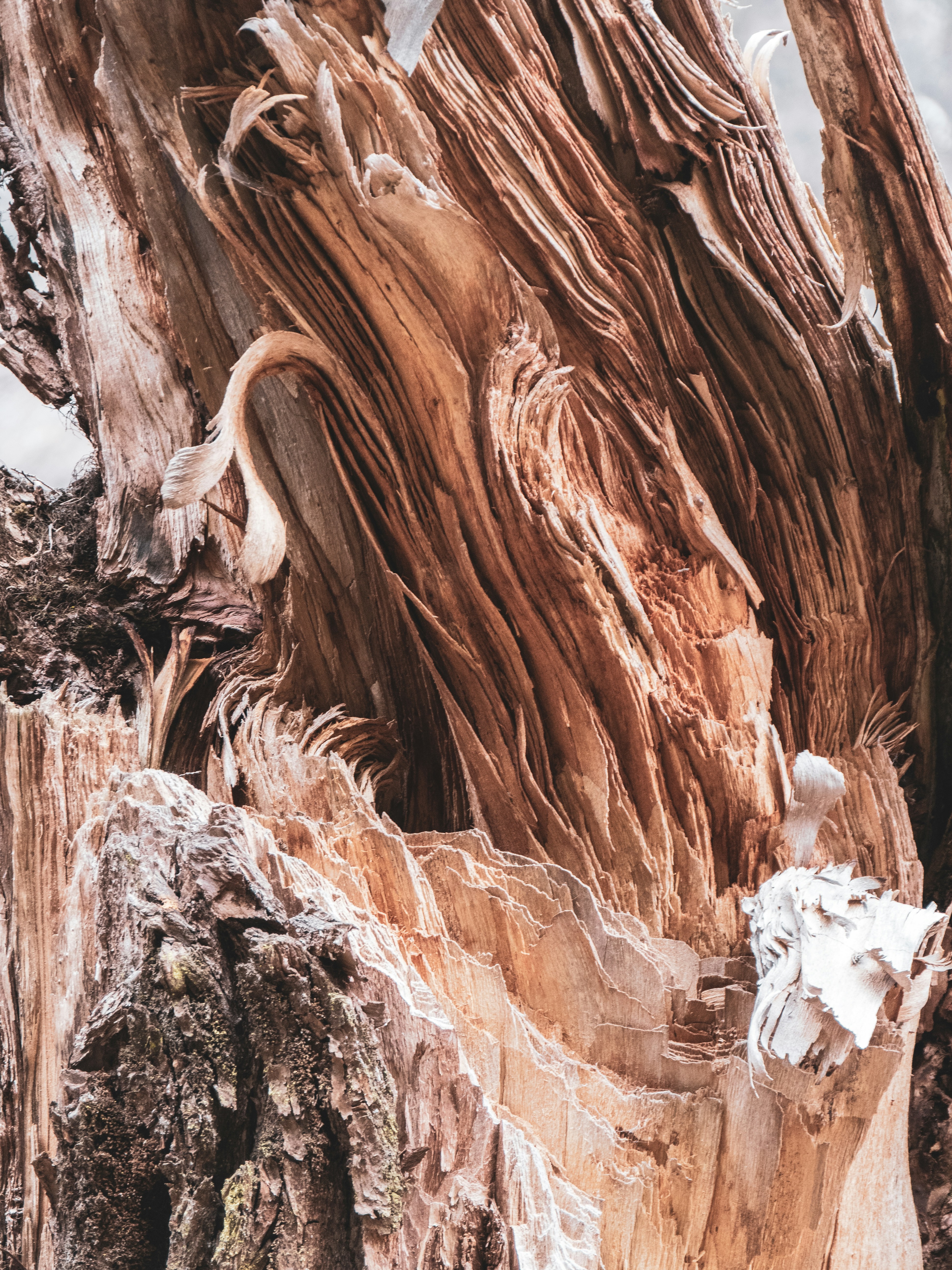 Weathered Cedar Carved by Time: Striated Ridges and Fissures