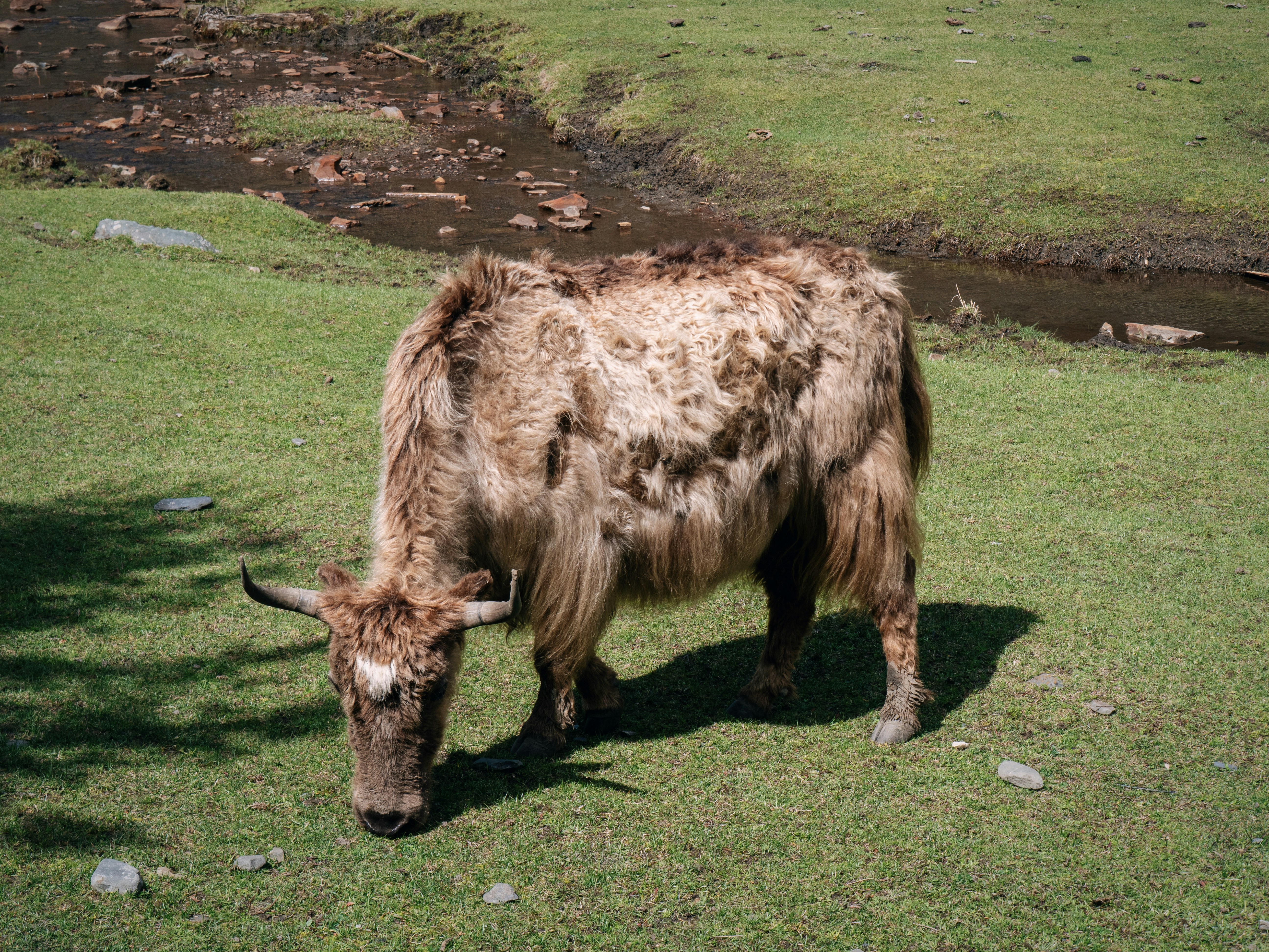 Overcast Meadow Grazing: A Highland Yak in Soft Light