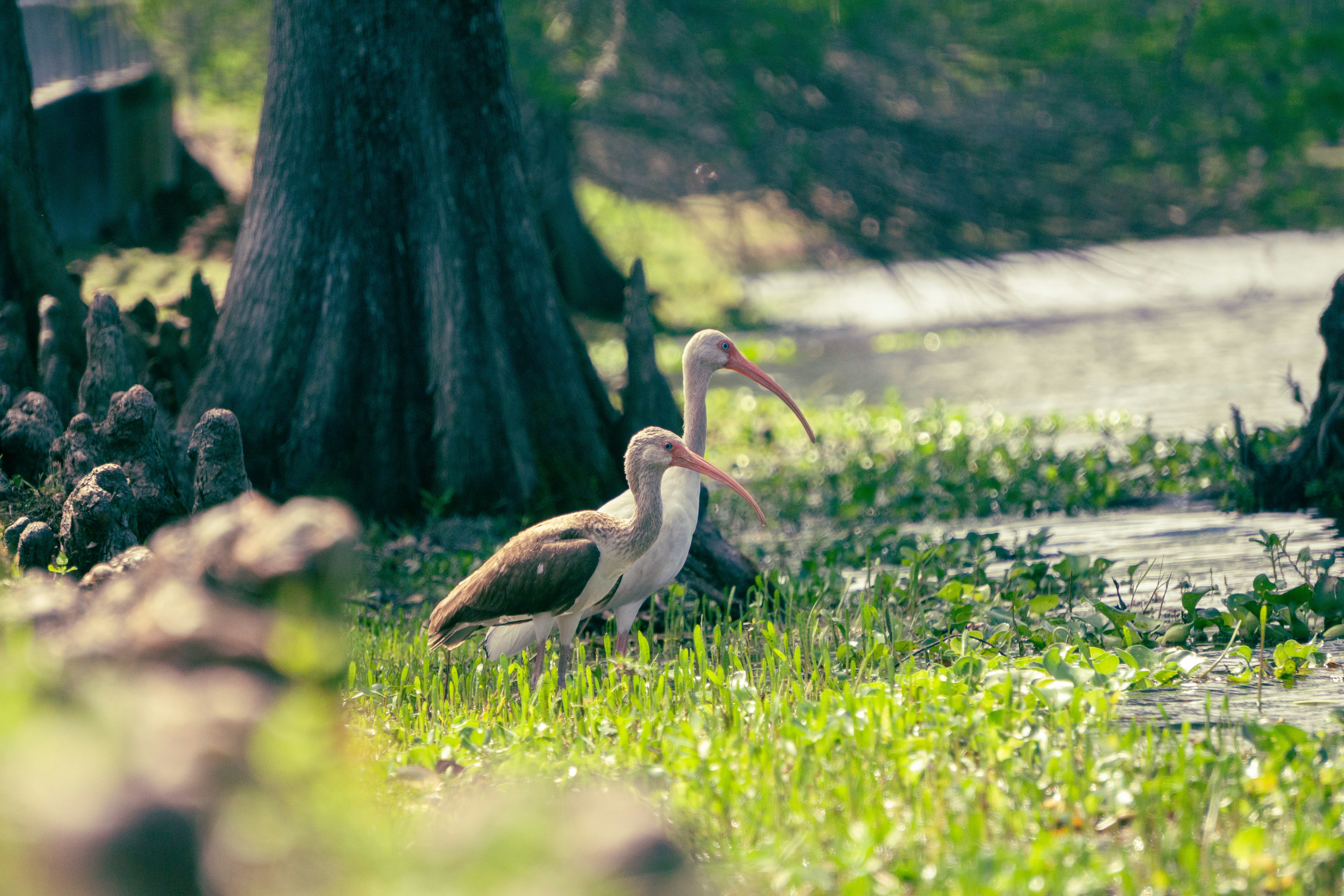 Heron Pair in Morning Marsh