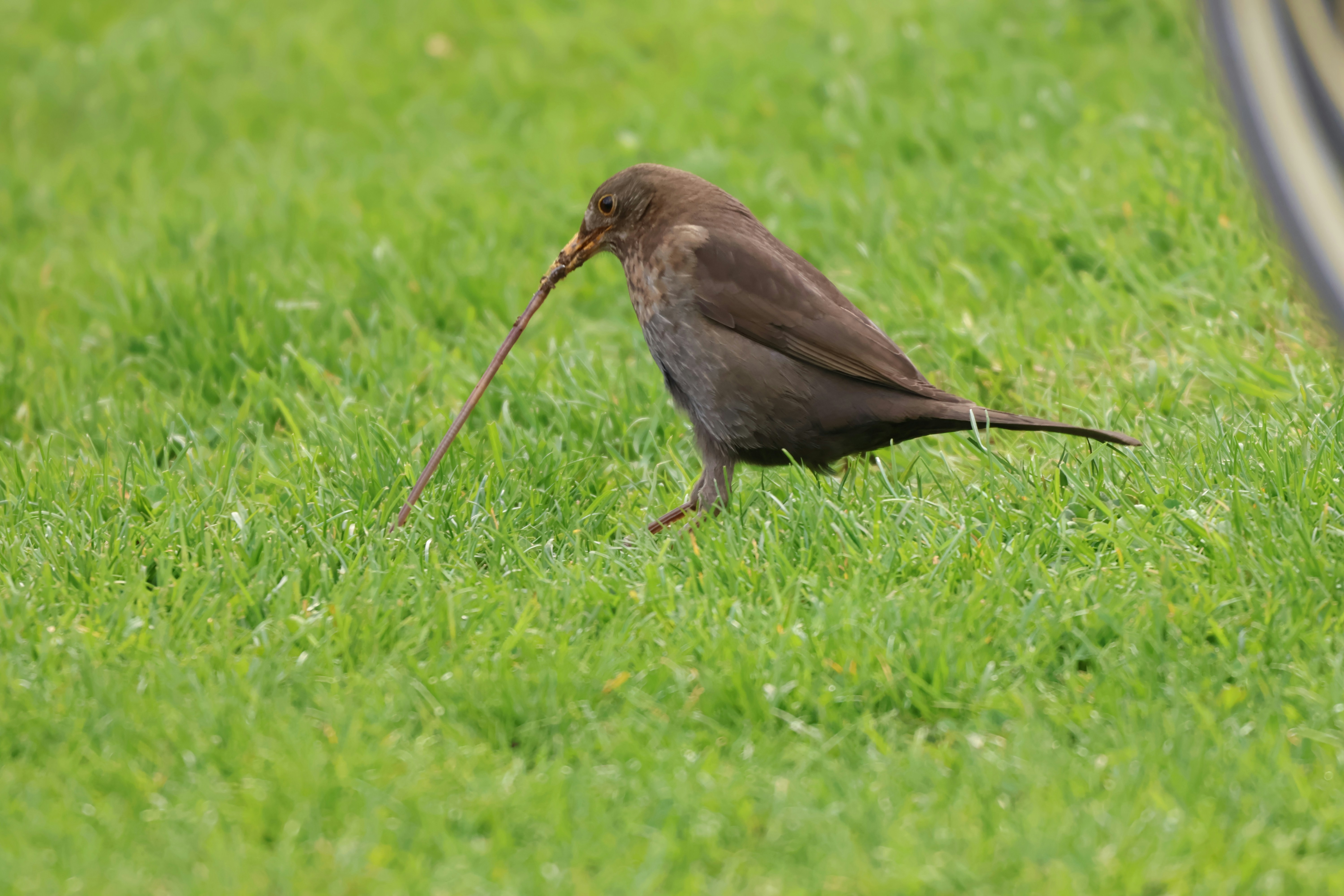 Long-billed Forager: a brown passerine on a sunlit lawn with a grass-green backdrop