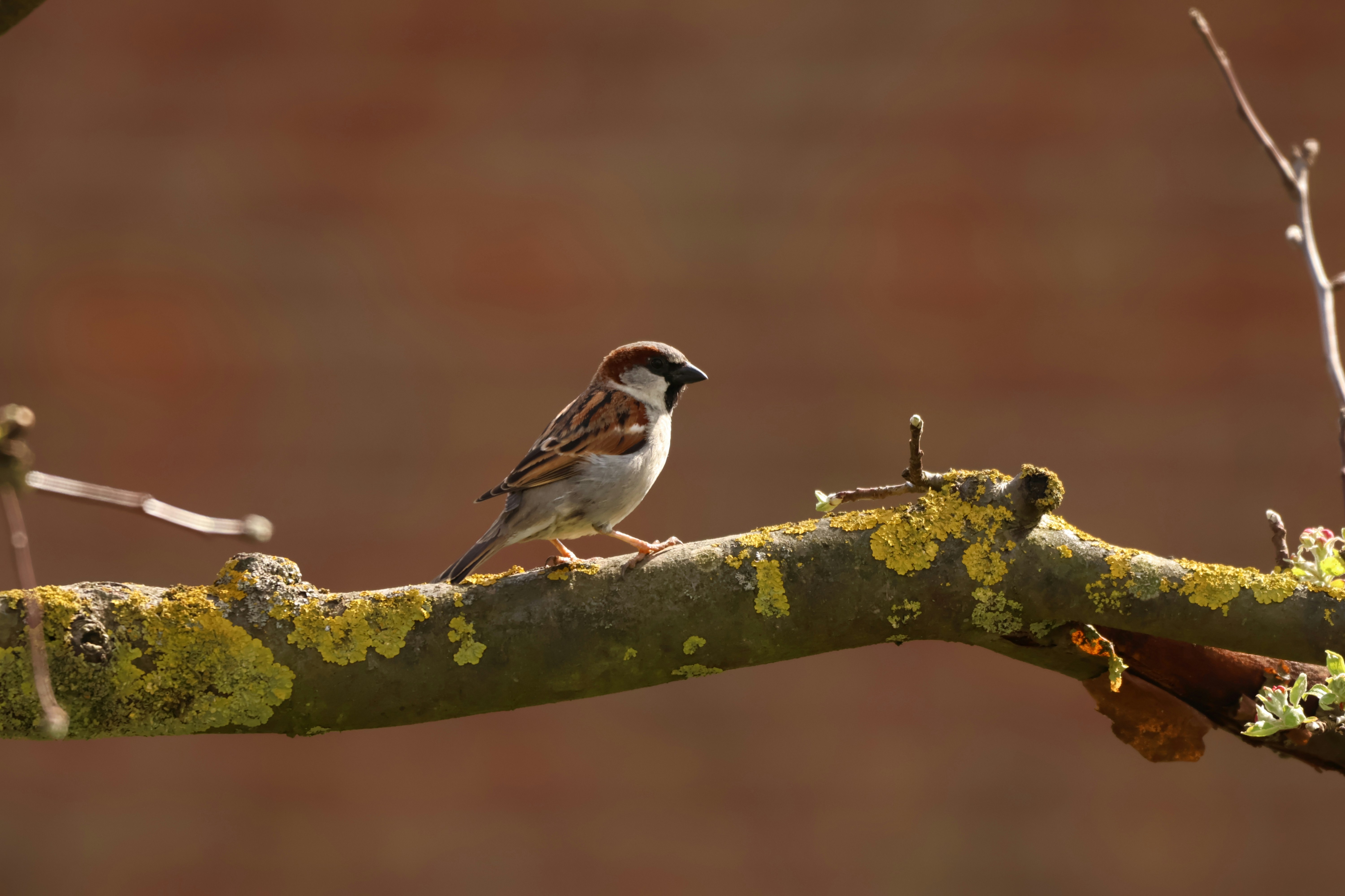 Midday Perch: A Sparrow Streaks Along a Lichen-Covered Branch