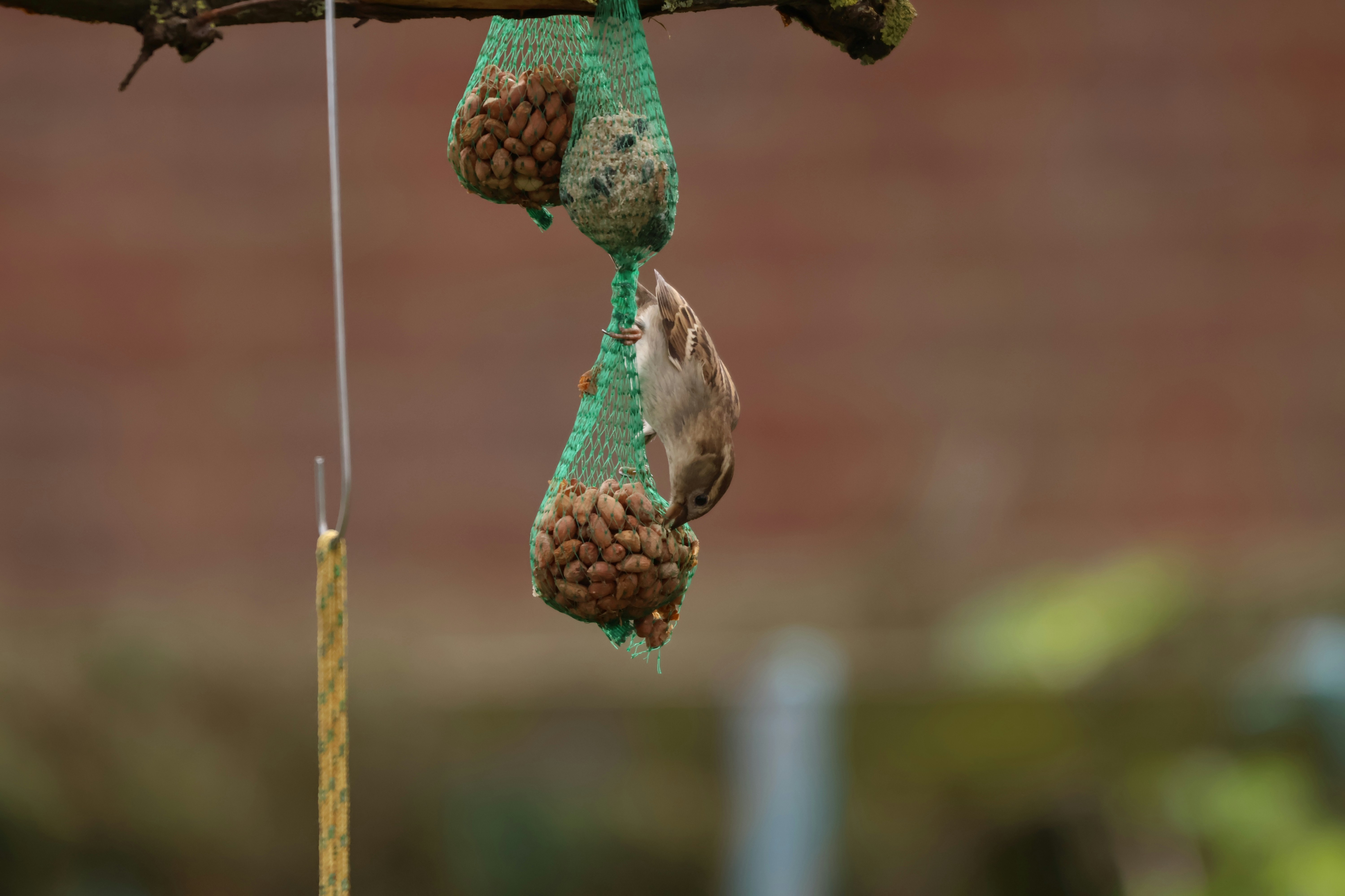 Nibbling In the Net: A Small Bird at the Birdseed Trap