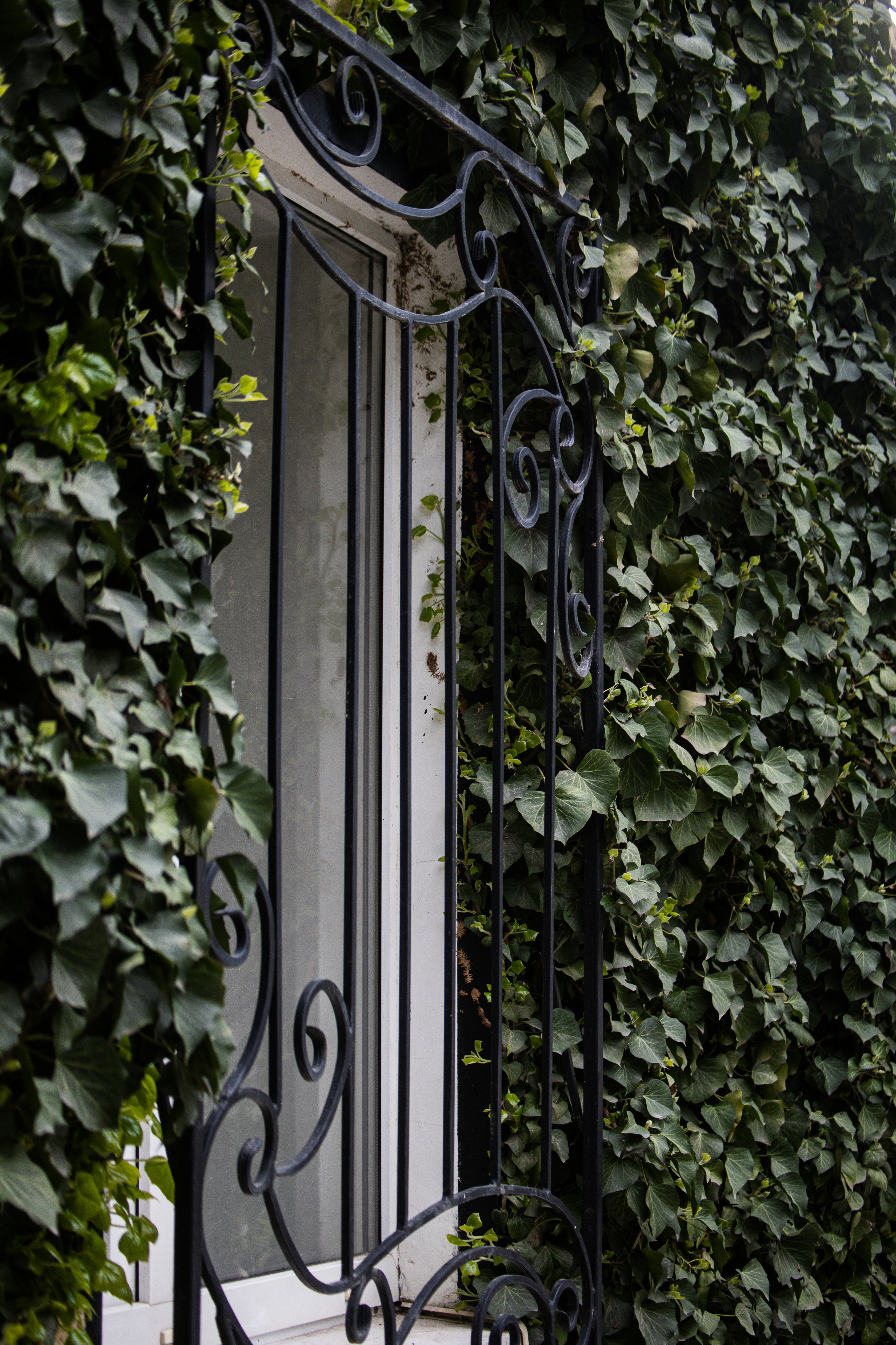 Ironwork Veil: Ivy-Cloaked Window in Quiet Garden