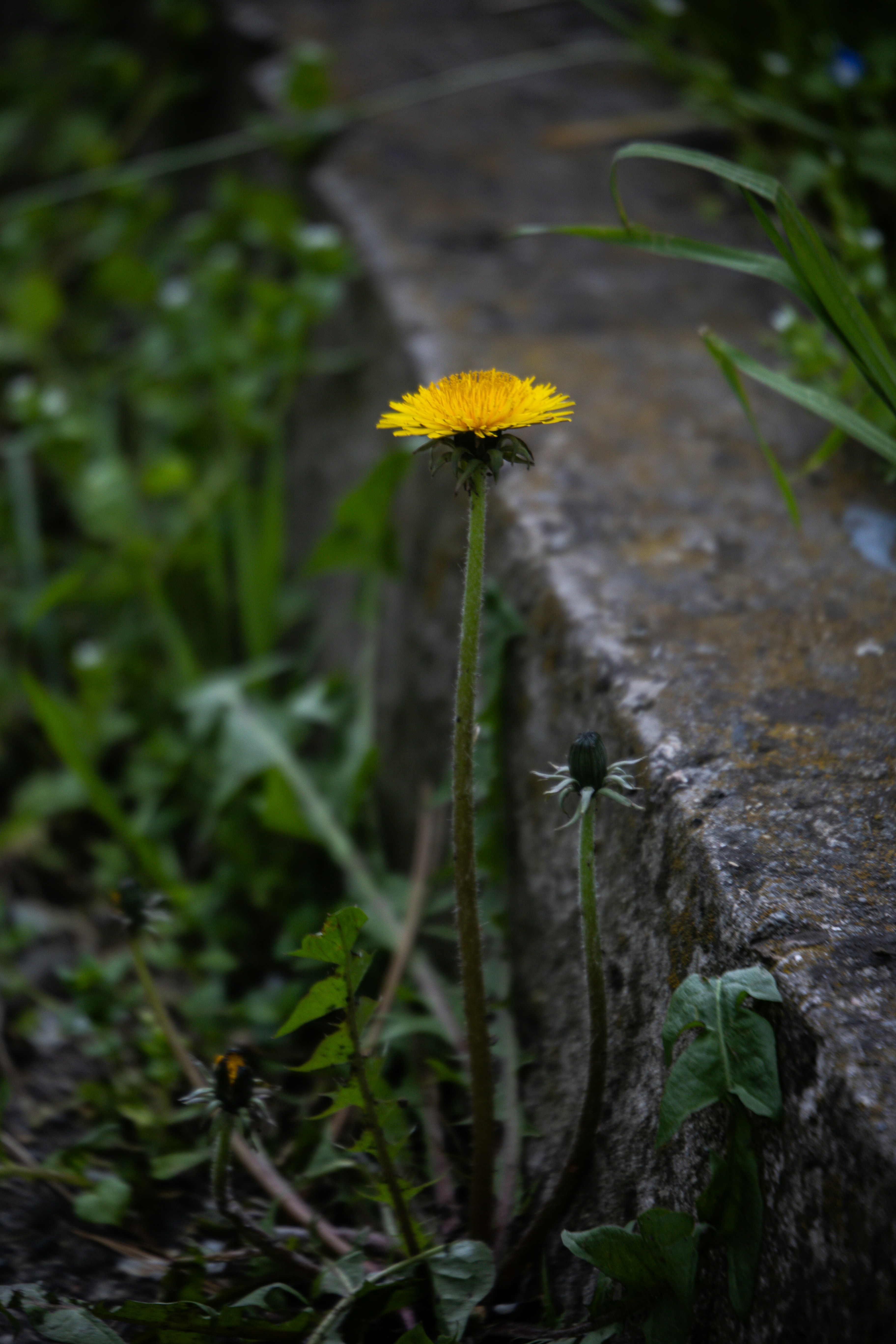 Yellow Dandelion on Mossy Step