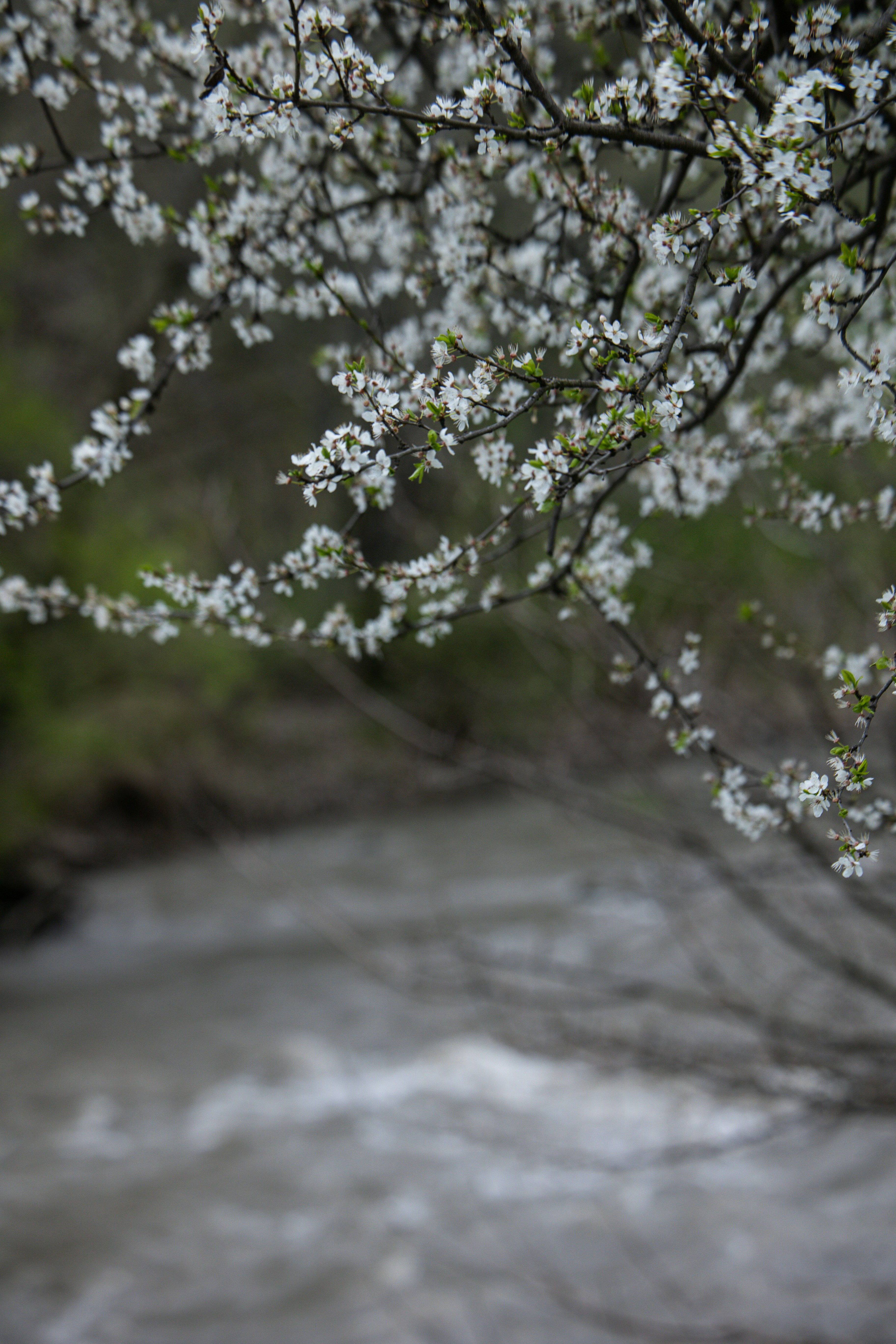 Blossoms Over a Quiet Riverbank