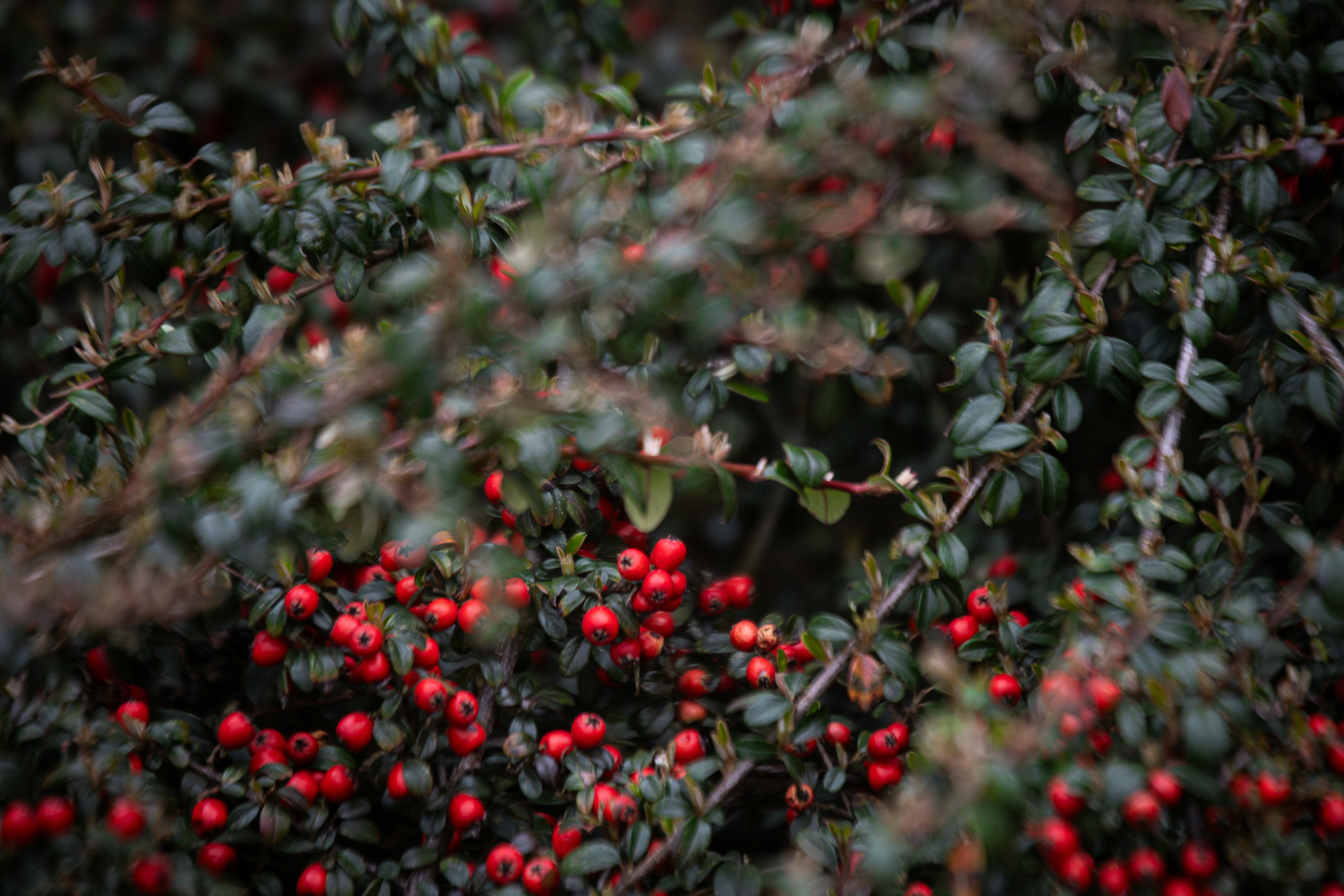 Crimson Berries Beneath Thorny Green Veil