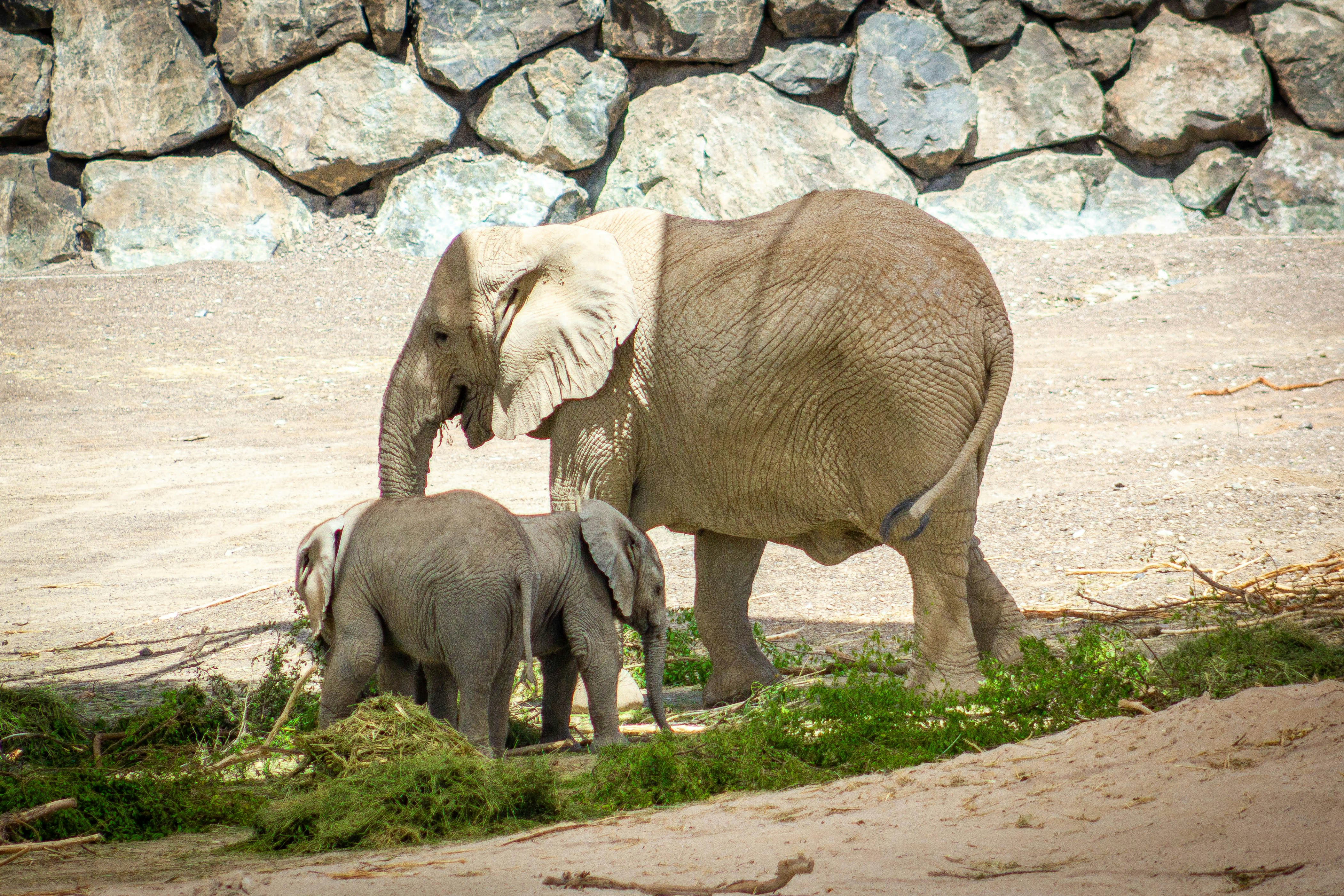 Gentle Guardians: A Mother Elephant and Calf in Calm Sand and Stone