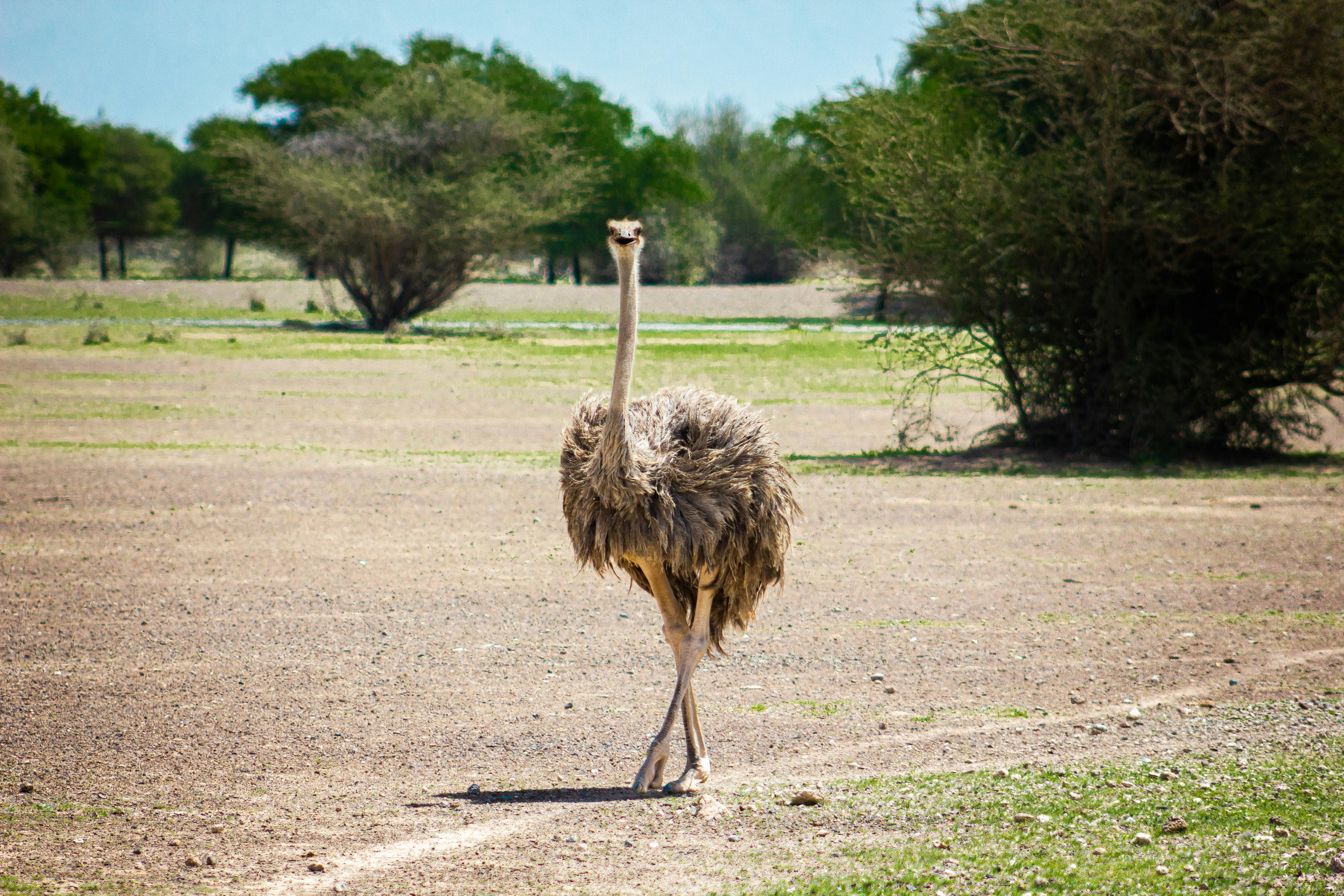 Lonely Ostrich strides across sunlit savanna