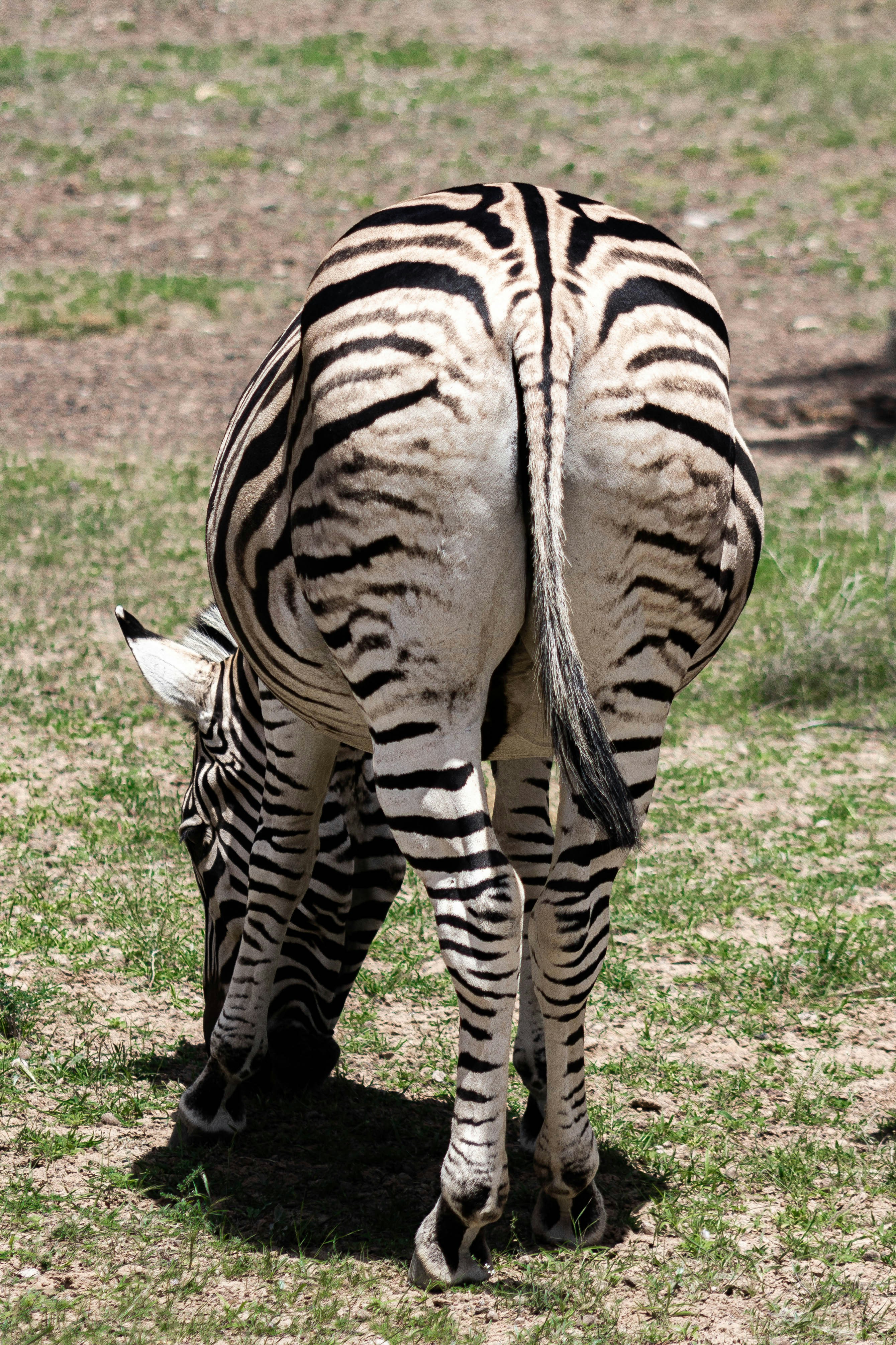 Rear View of Zebra: Stripes and Shadow in a Dry Clearing