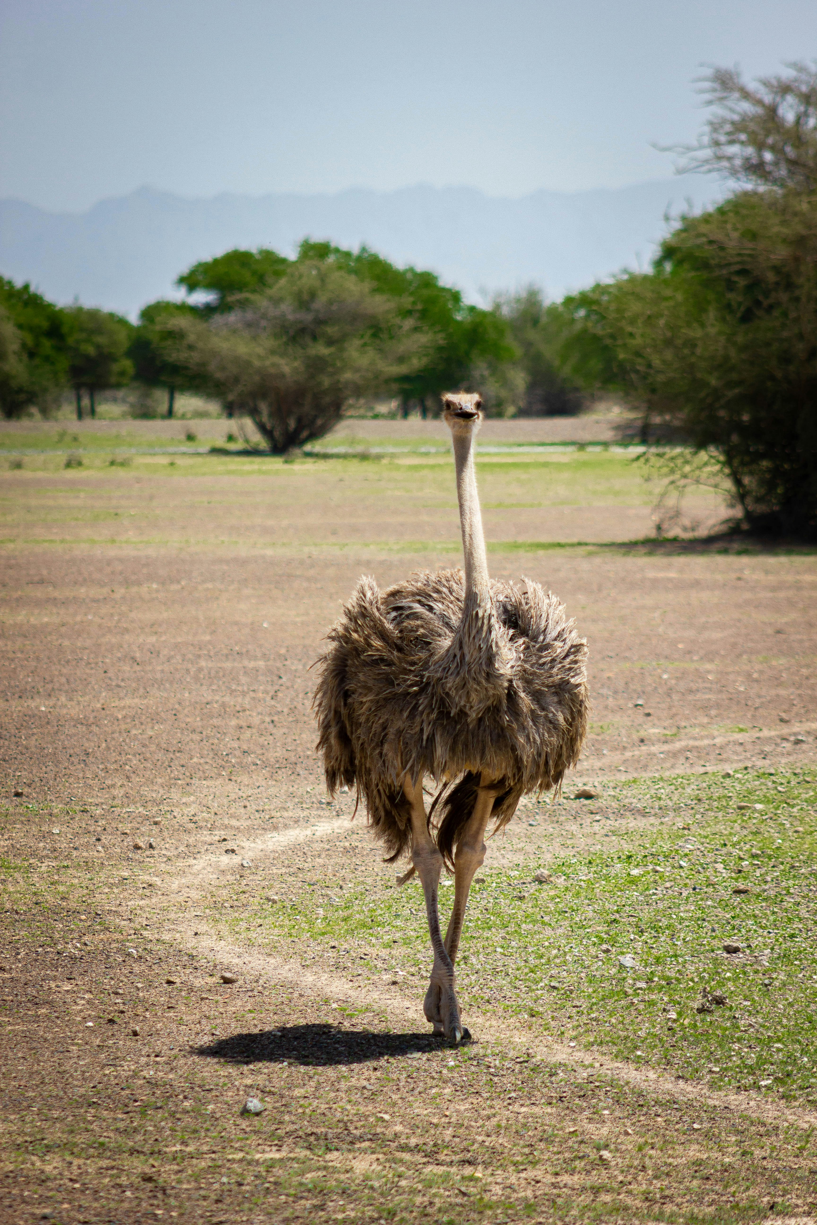 Striding Giraffe in Open Savannah with Distant Blue Range