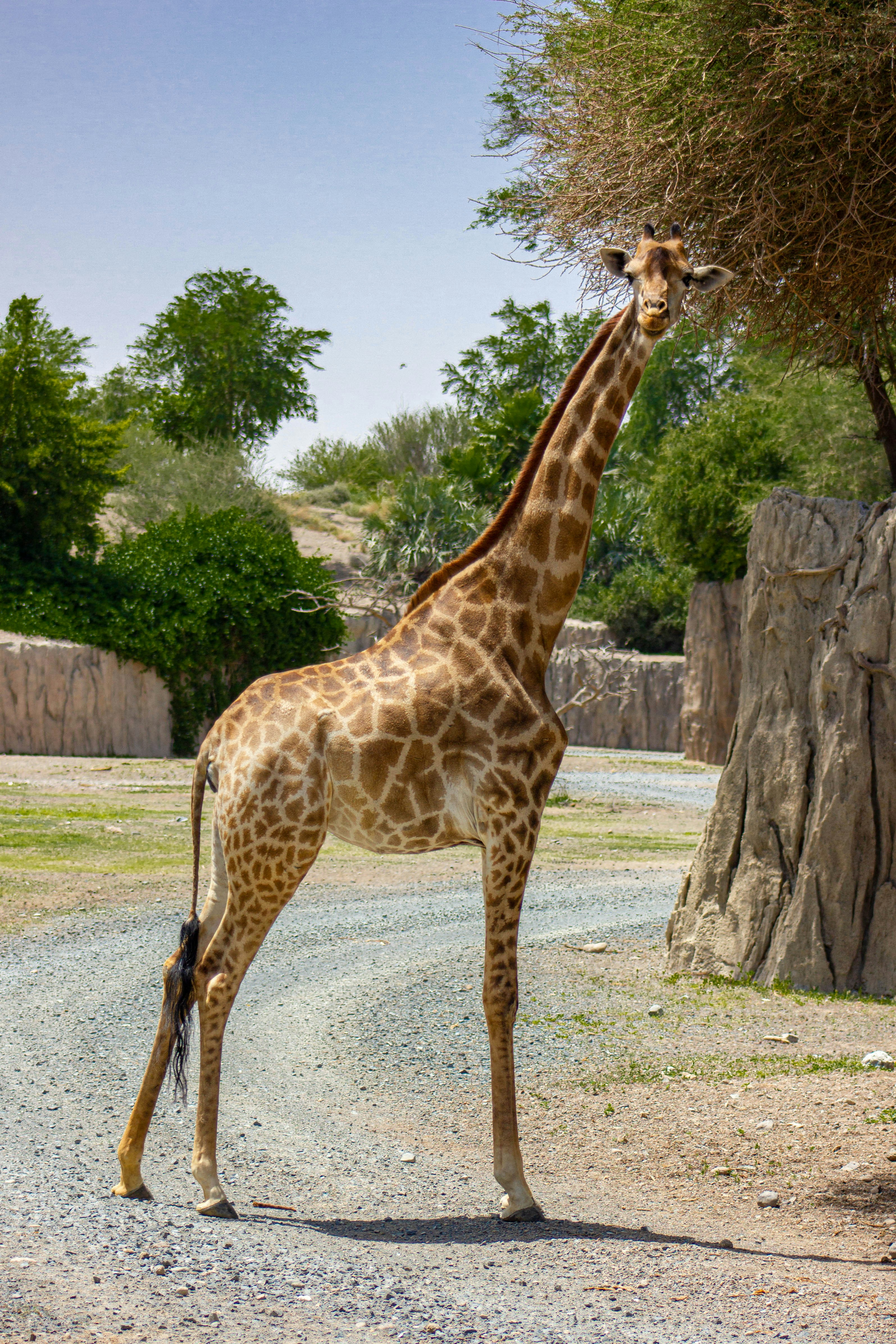 Giraffe on a sunlit gravel path inspecting the camera