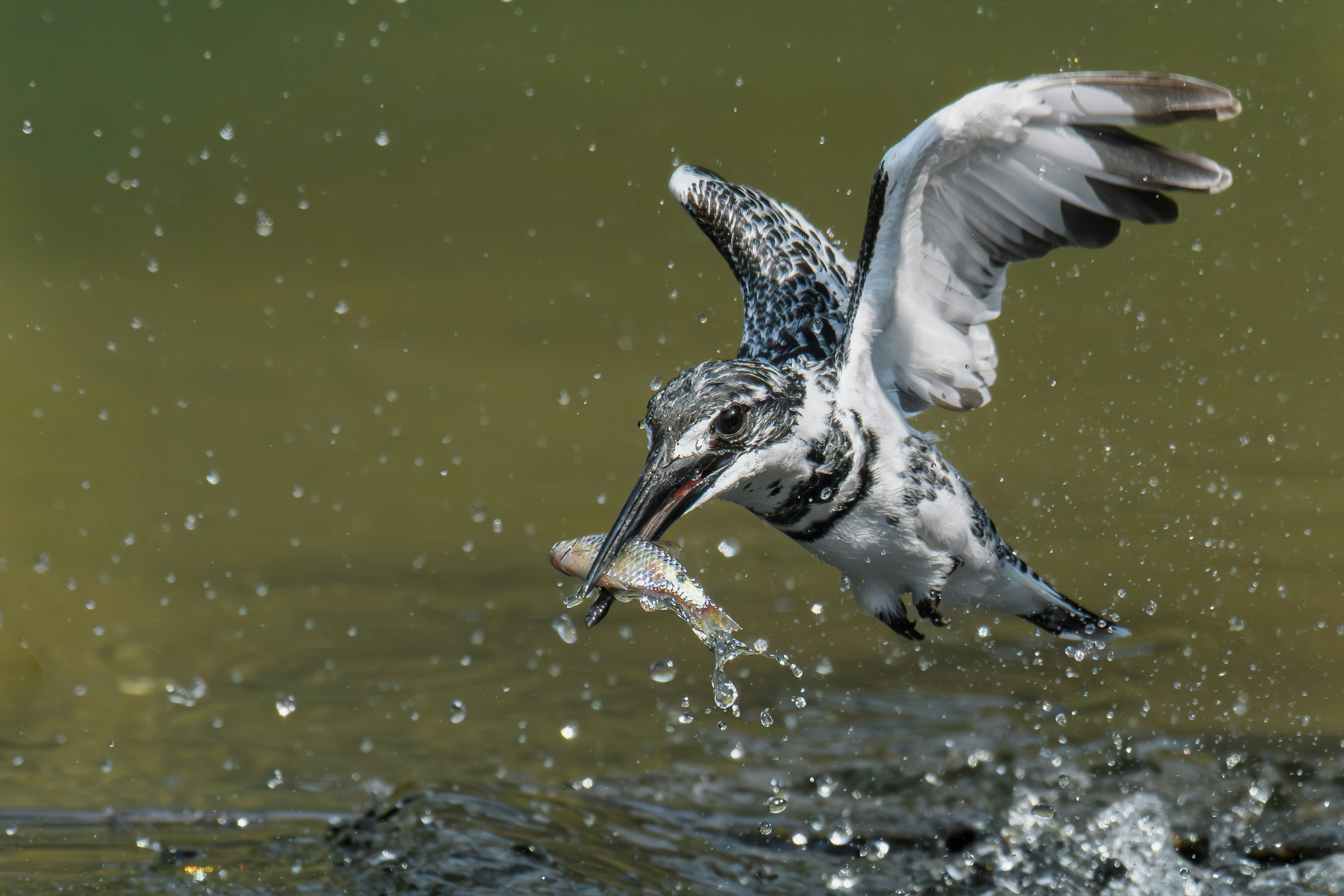 Kestrel Lift: A Feathered Dagger Snatches a Fish From Turbulent Water