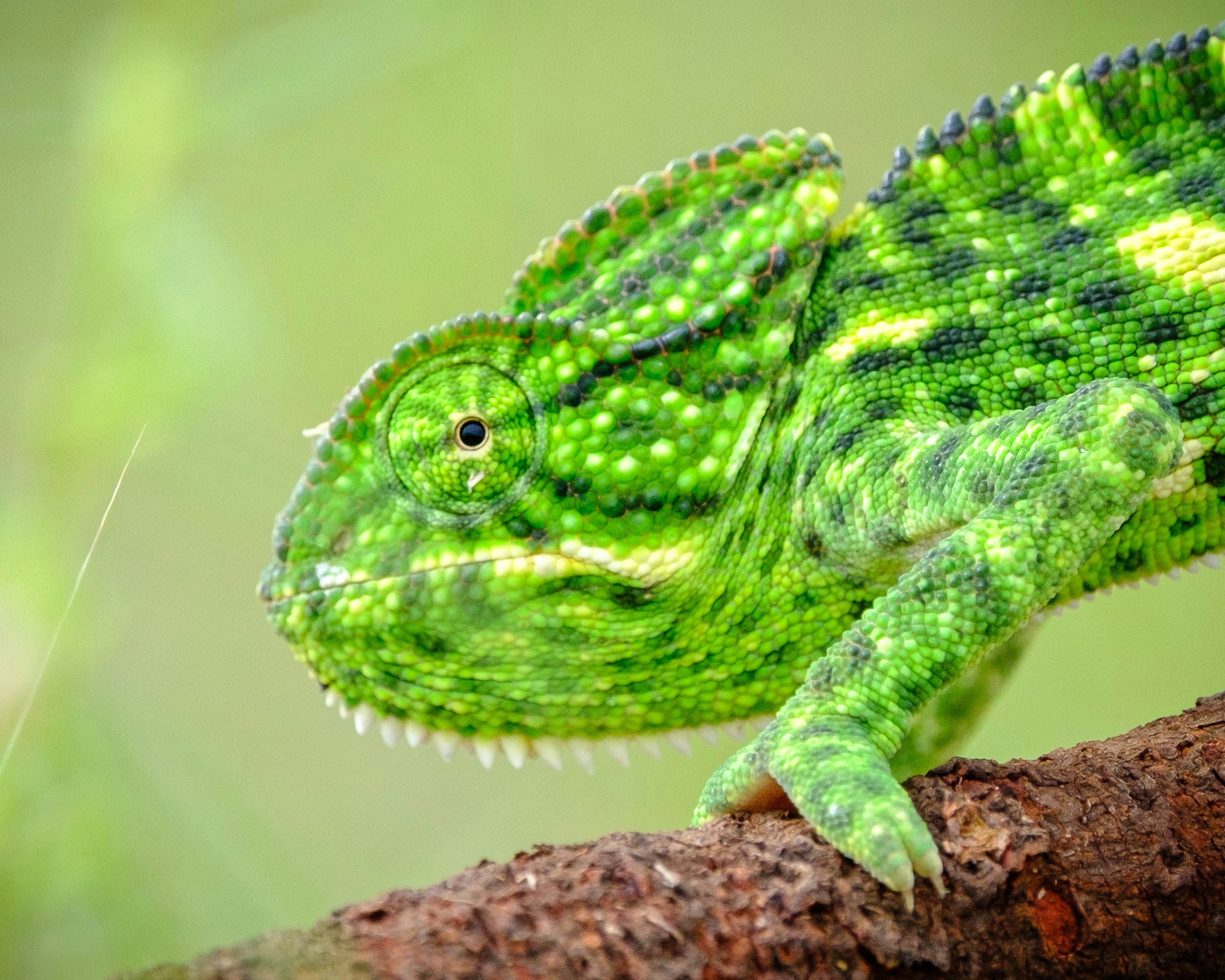 Emerald Gaze: A Chameleon’s Lizard-Library of Greens