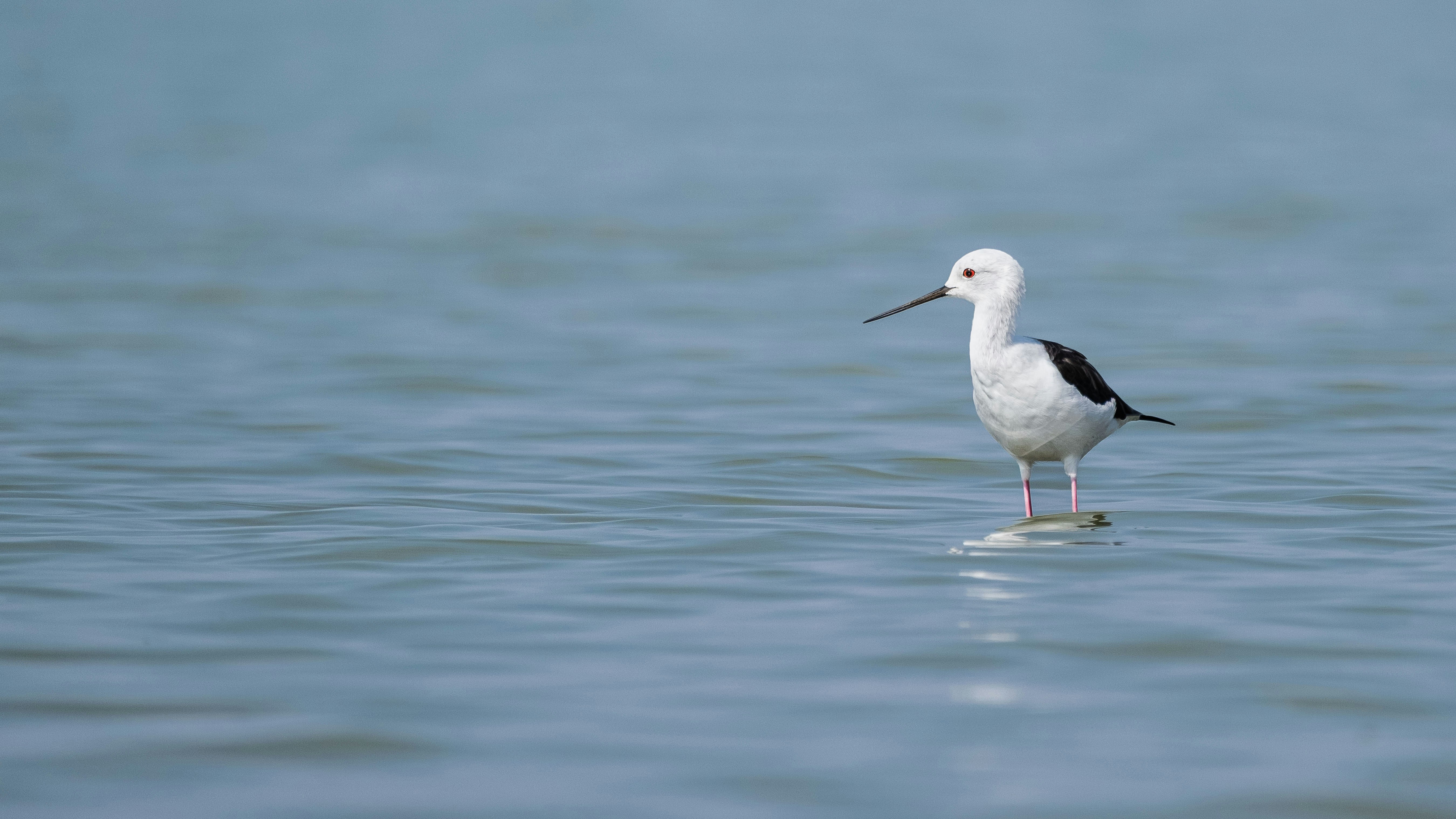 Lone Avocet at Calm Waters
