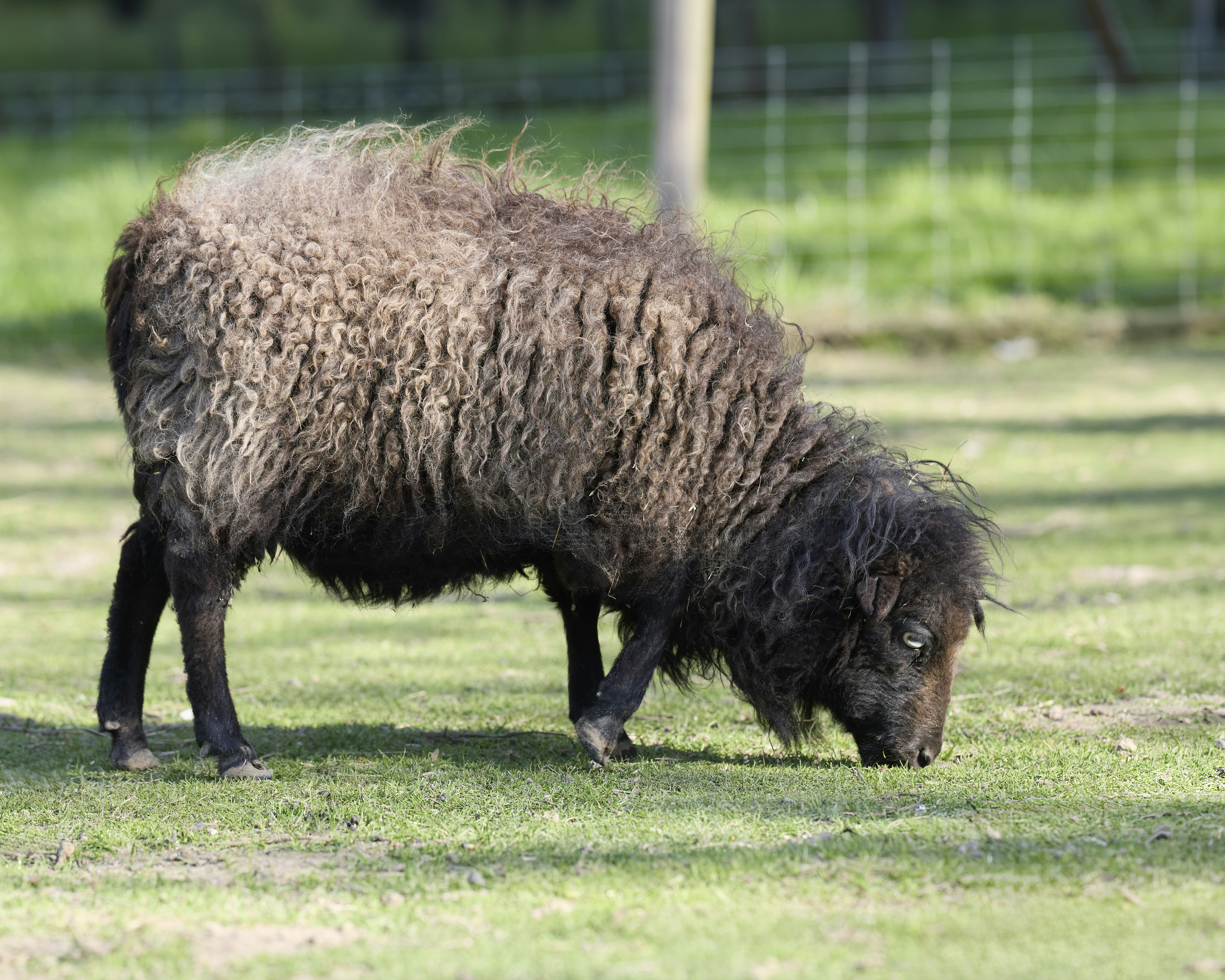 Grazing Sheep: A Woolly Encore on Sunlit Pasture