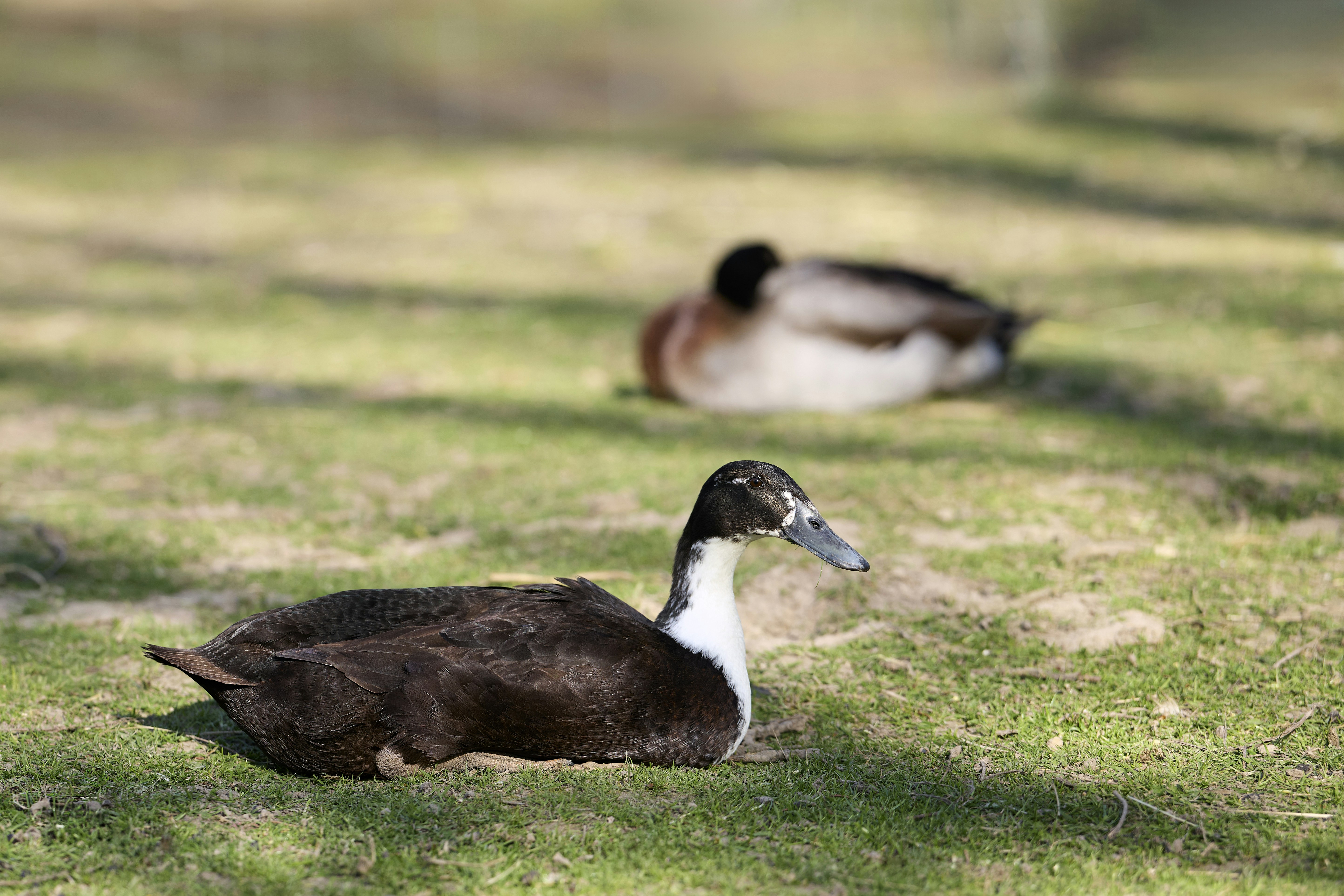 Darling Quackers at Rest: A Pair on Sunlit Grass