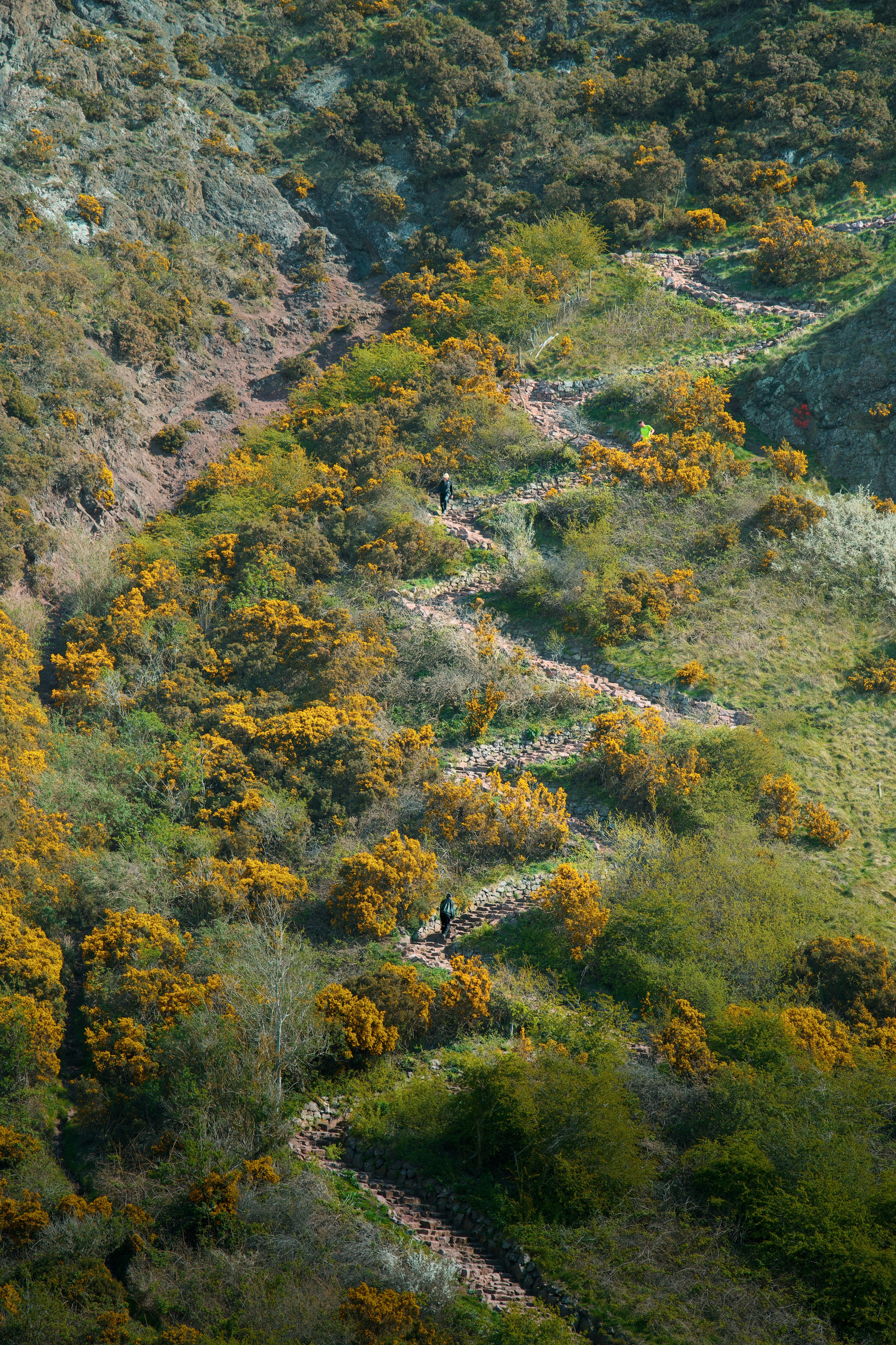 Serpentine Montane Path: A Tapestry of Yellow Bush and Green Terraces