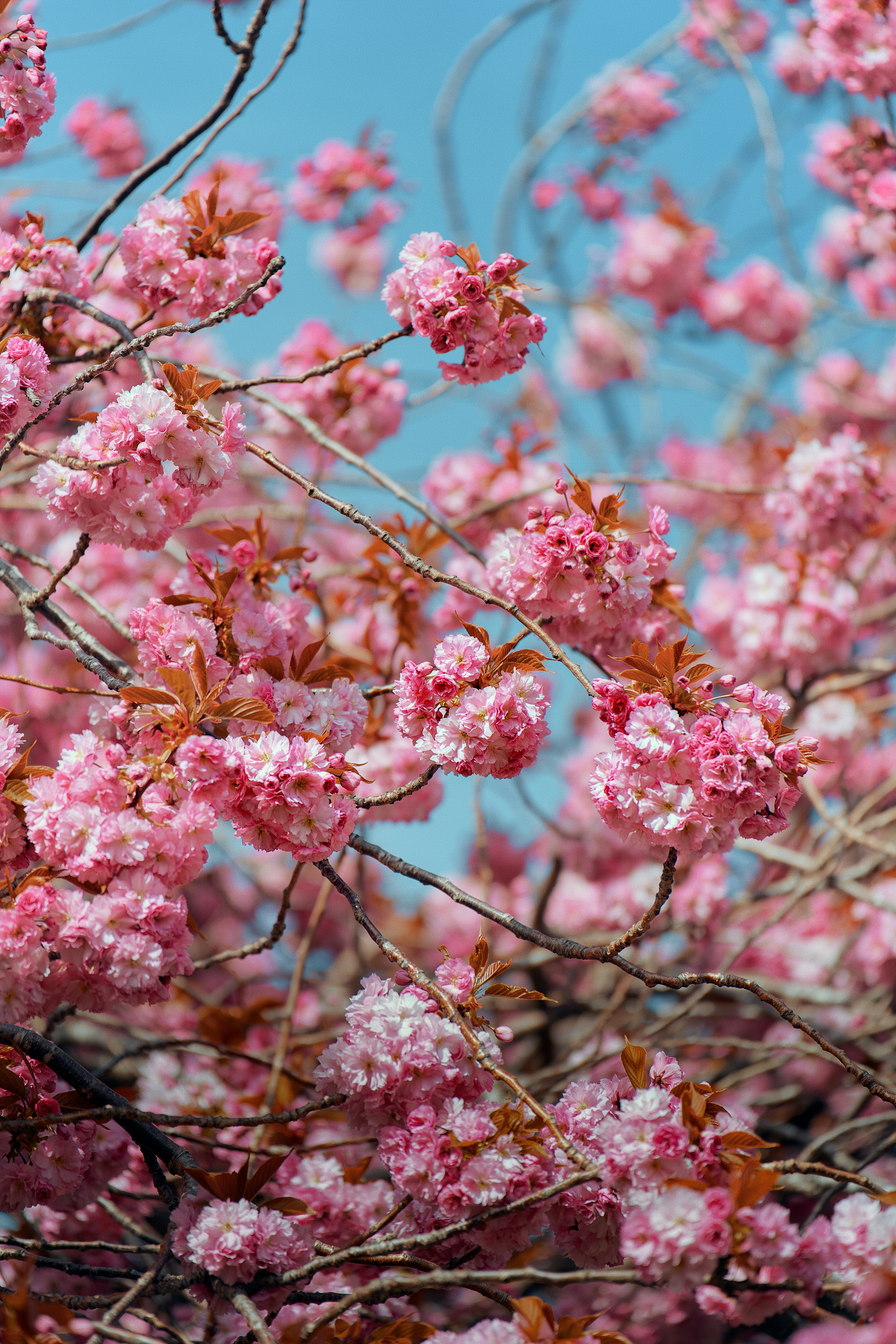 Blossoms in a Sky Without End