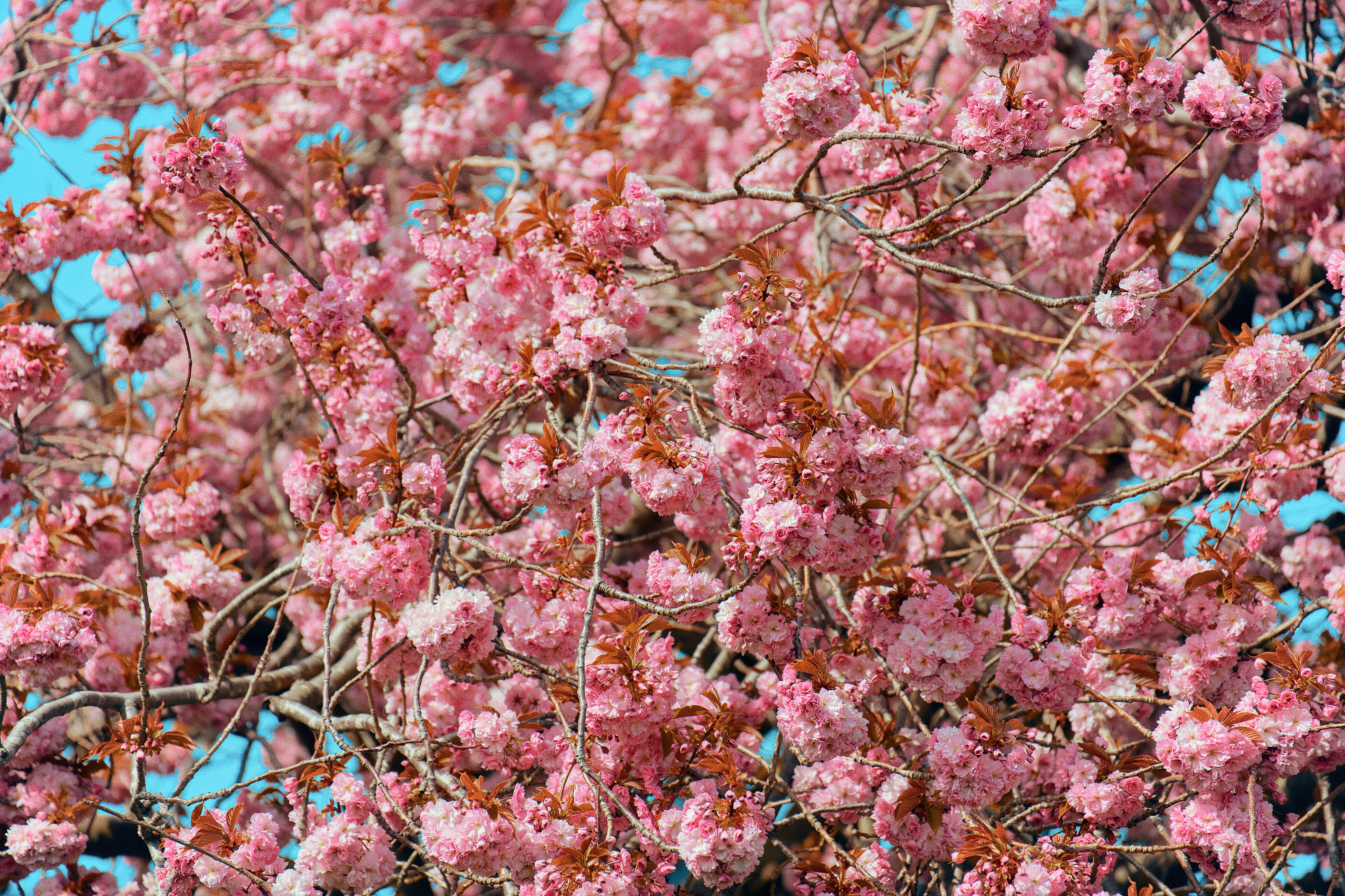 Blossom Mosaic: A Sea of Pink Petals Against Cyan Skies