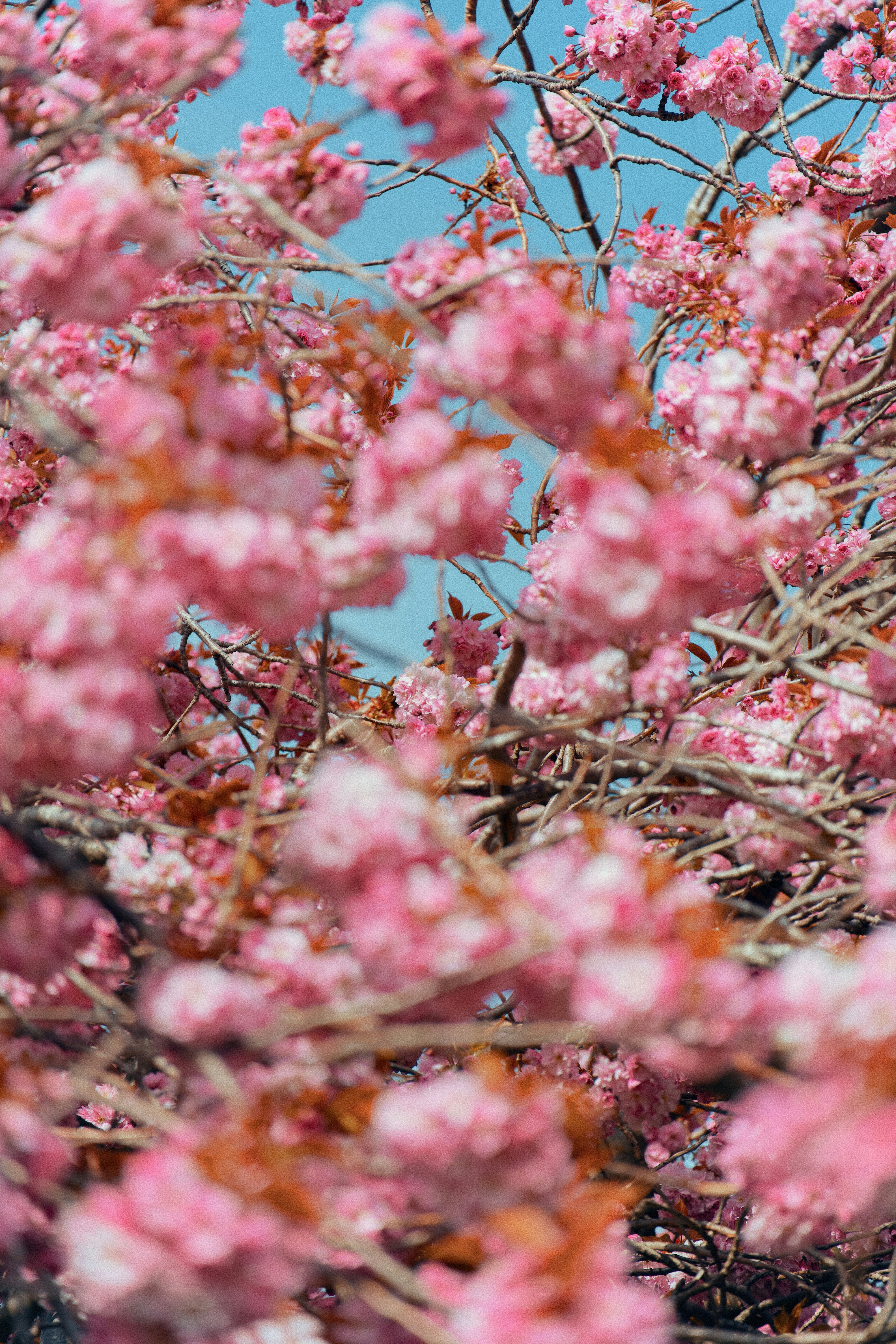 Blooming Ochre Petals Under a Clear Spring Sky