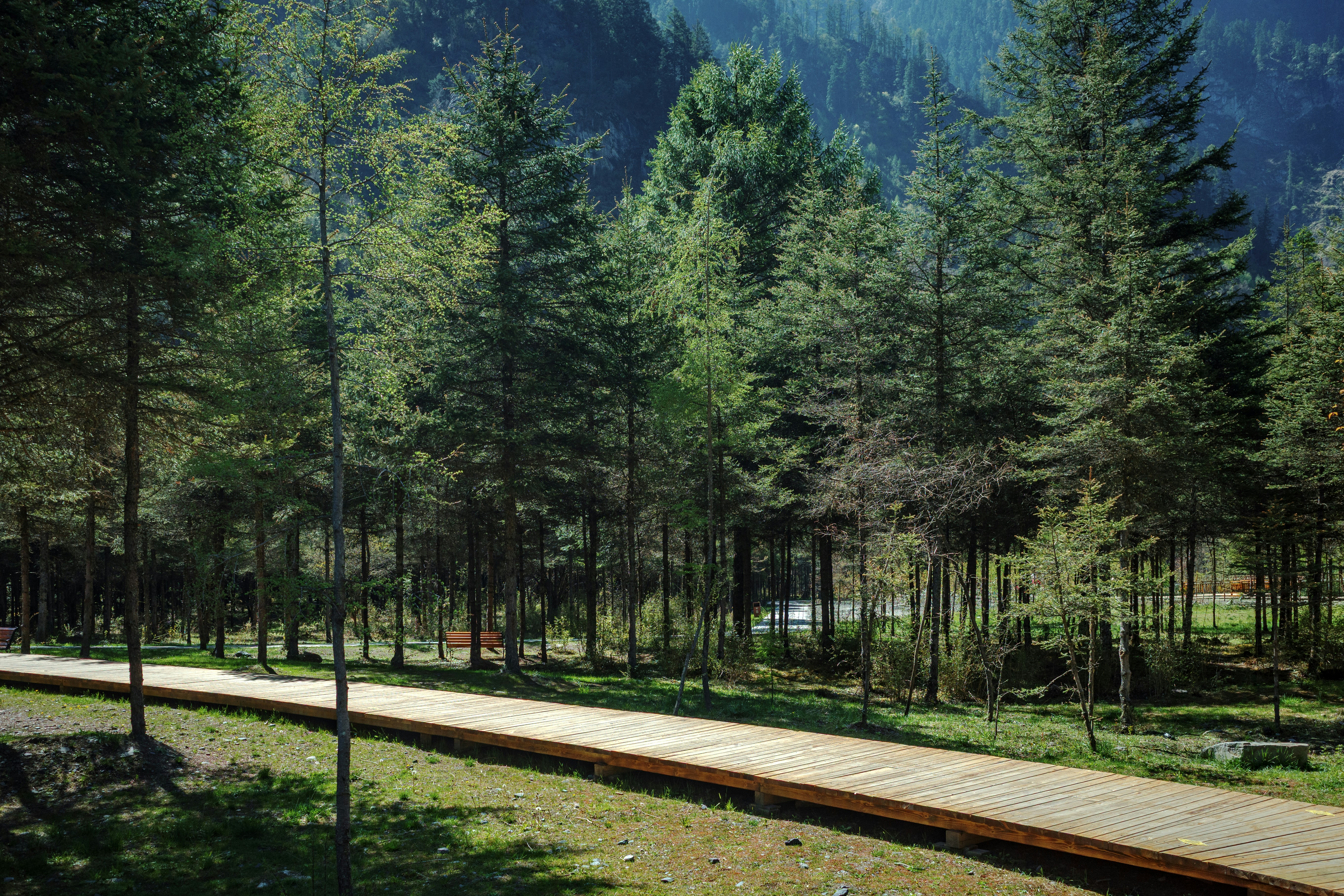 Sunlit Boardwalk Through a Verdant Forest Clearing