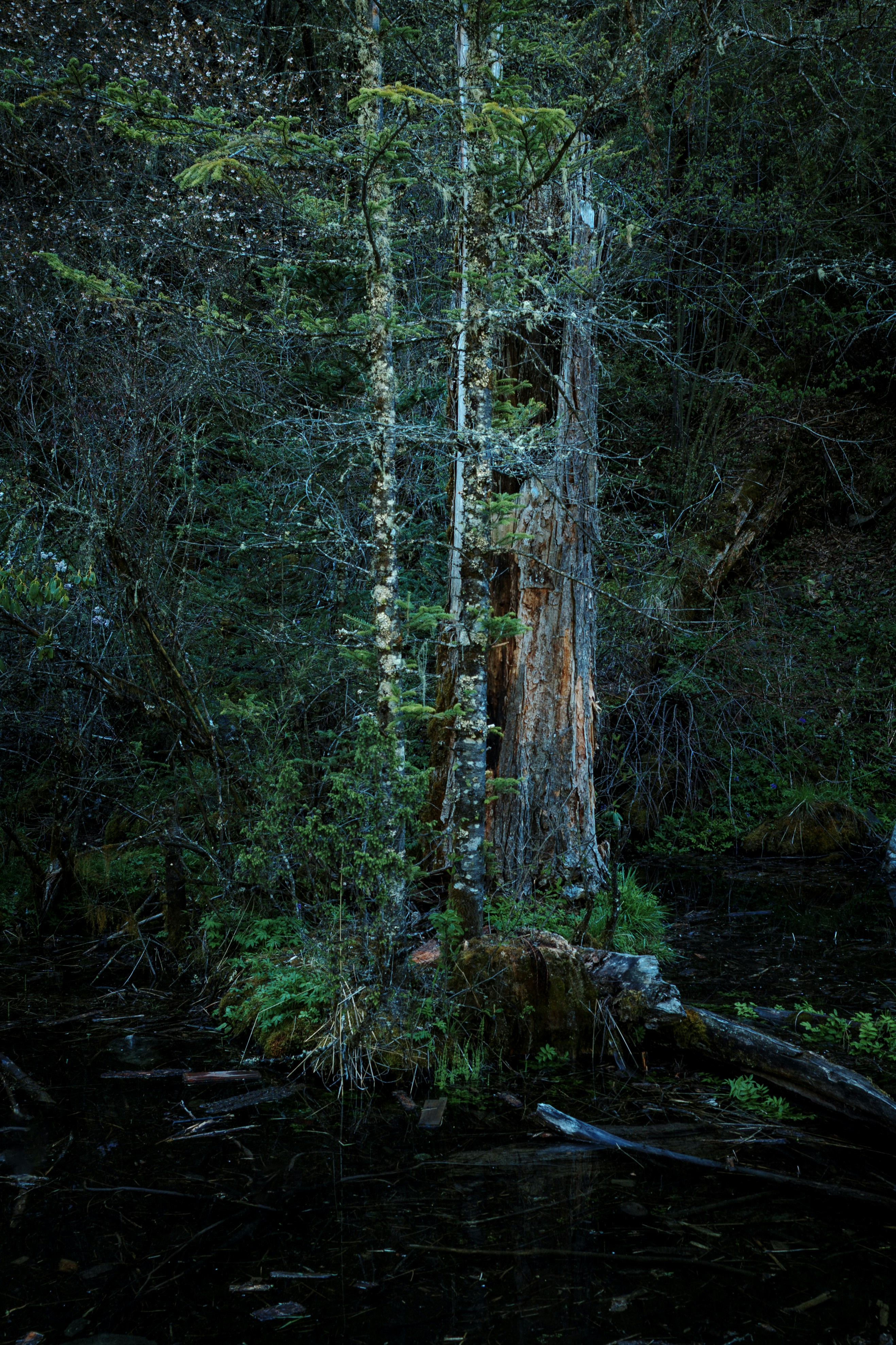 Forest Snapshot: A Quiet Trunk Nestled by Water
