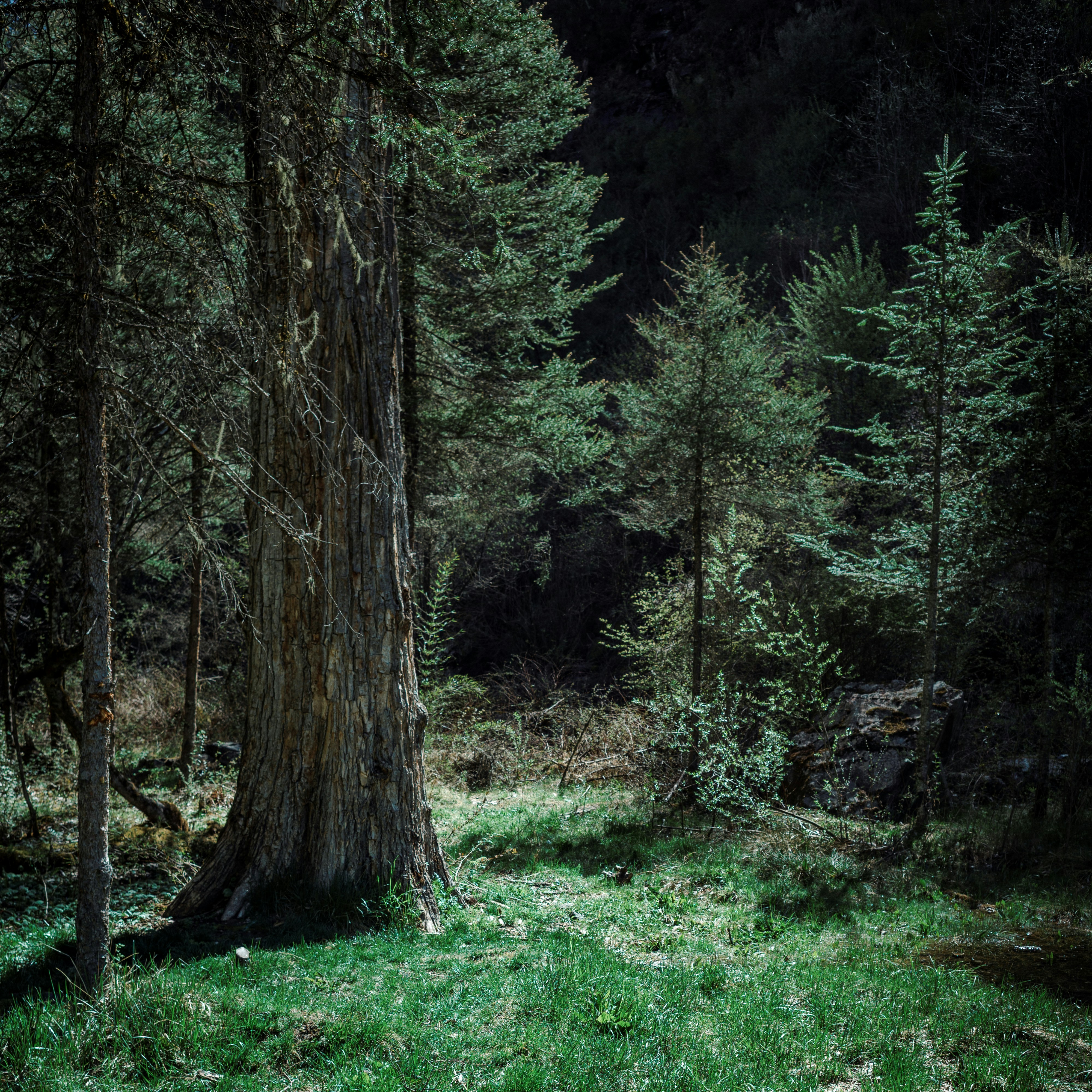 Sunlit Forest Clearing with Sturdy Trunk and Verdant Understory