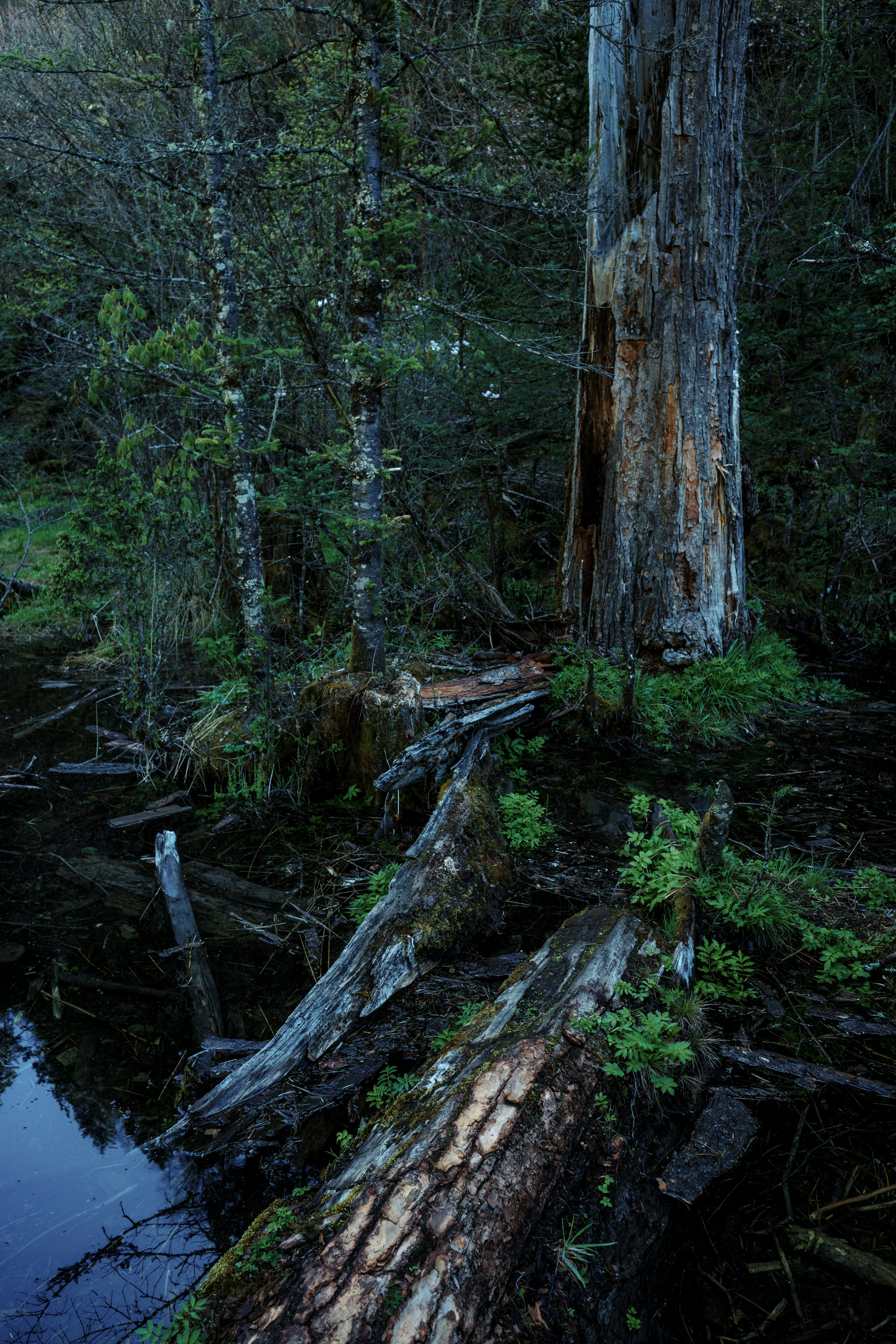 Echoes of the Wetland: A Fallen Log Reaches into Quiet Water