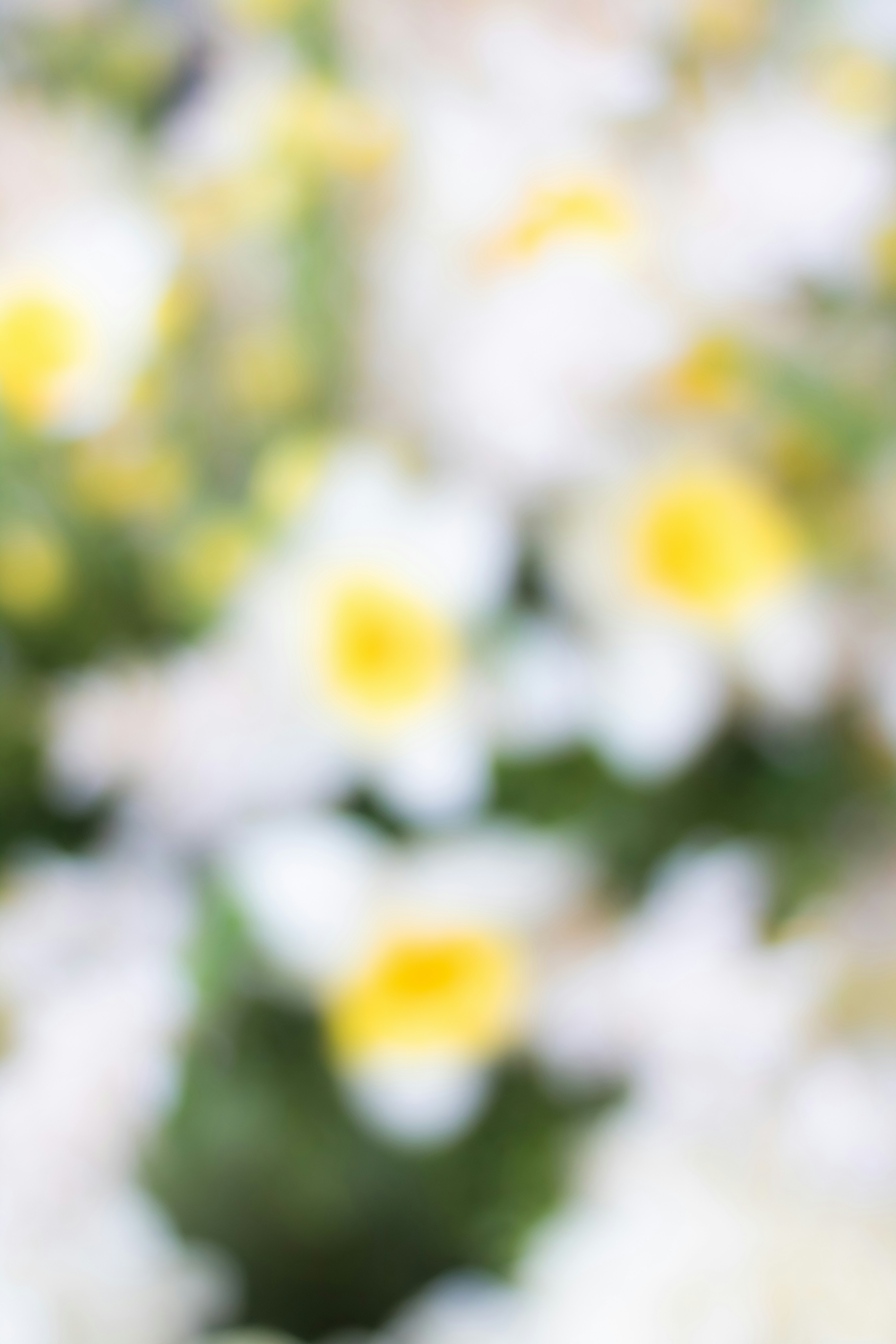 Blurred Meadow: Soft Focus of Daisies in Warm Light