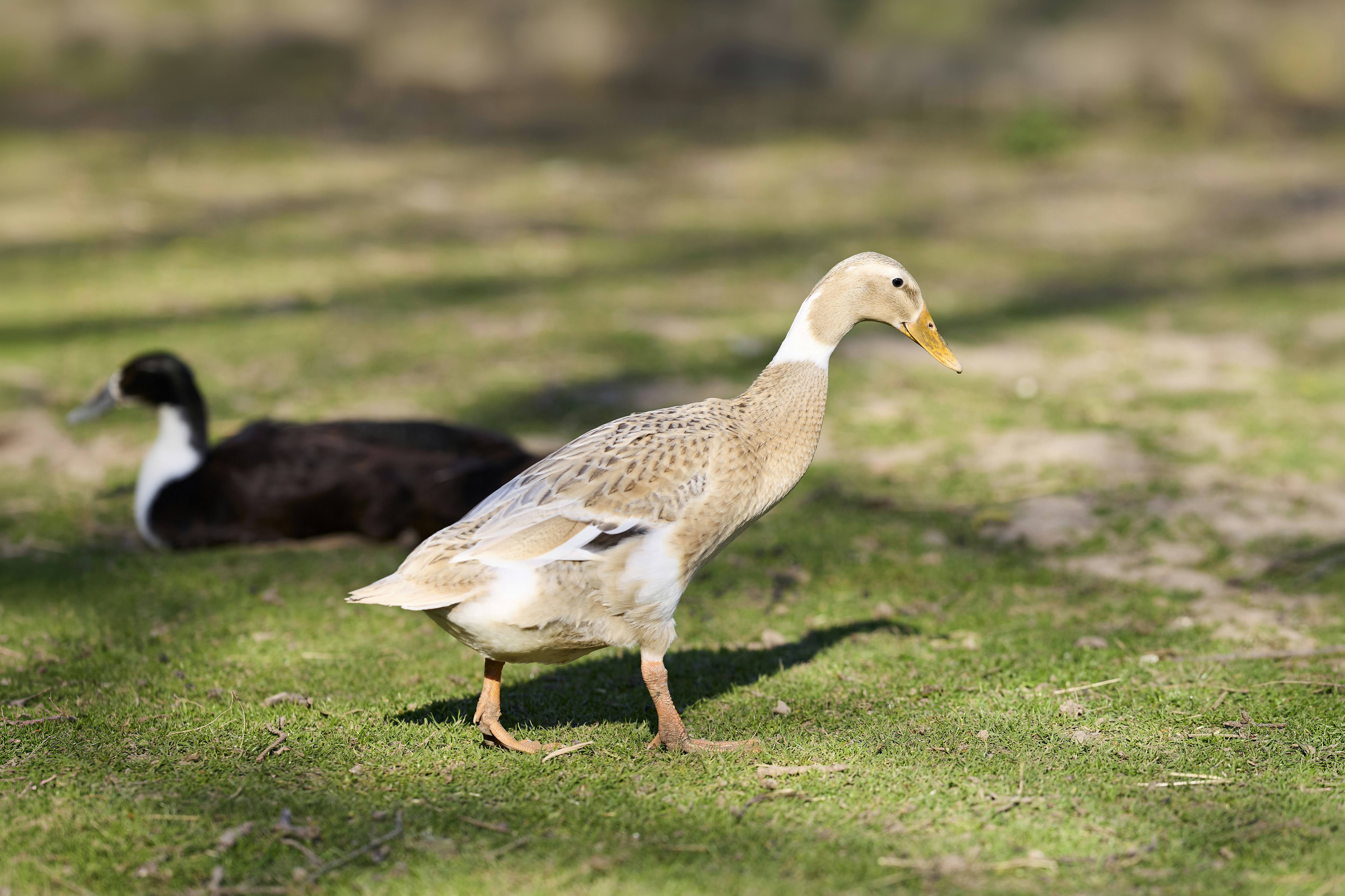 Southbound in the Sun: A Greylag in Focus