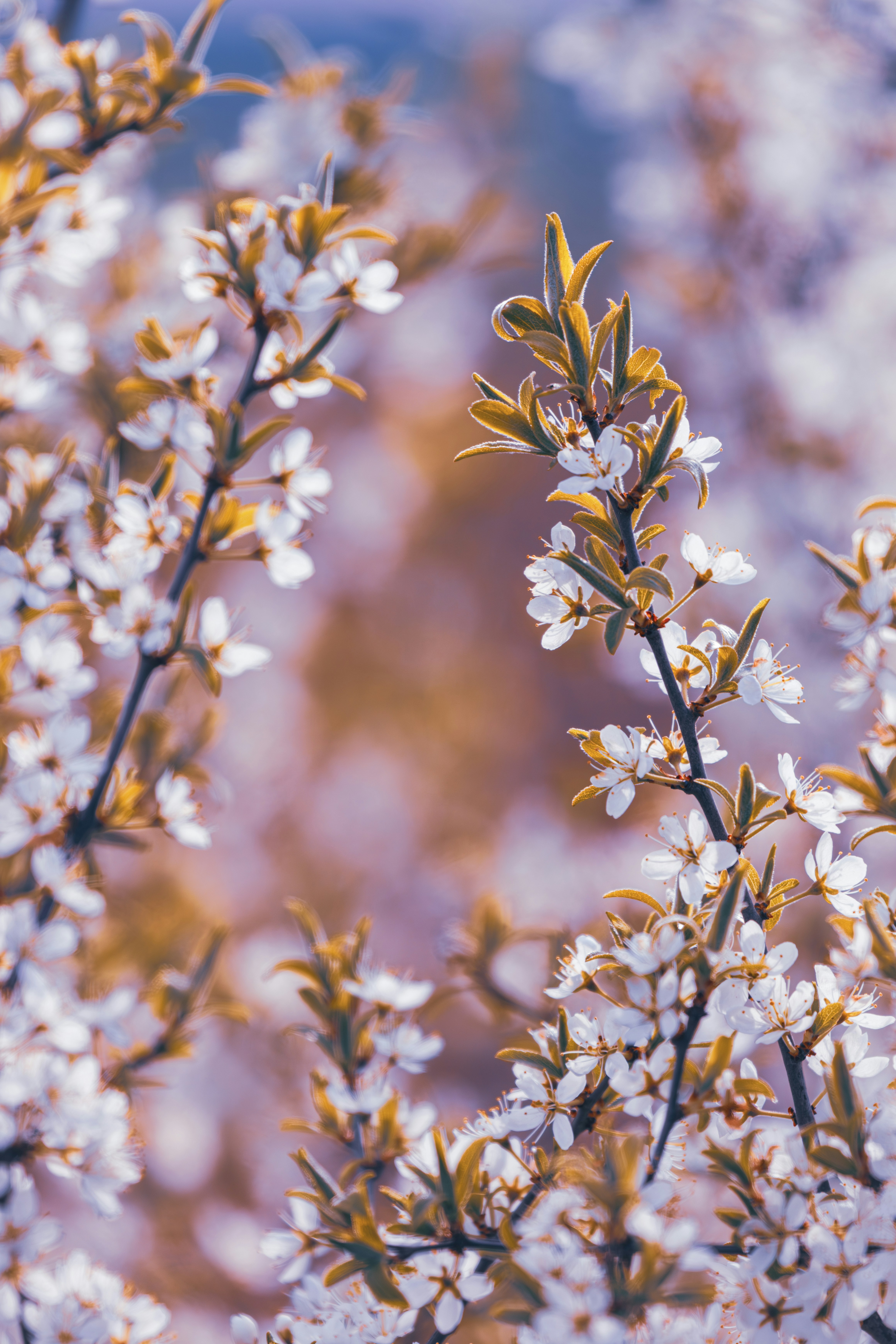Blossoms in Soft Focus: A Spring Portrait of Delicate White Petals