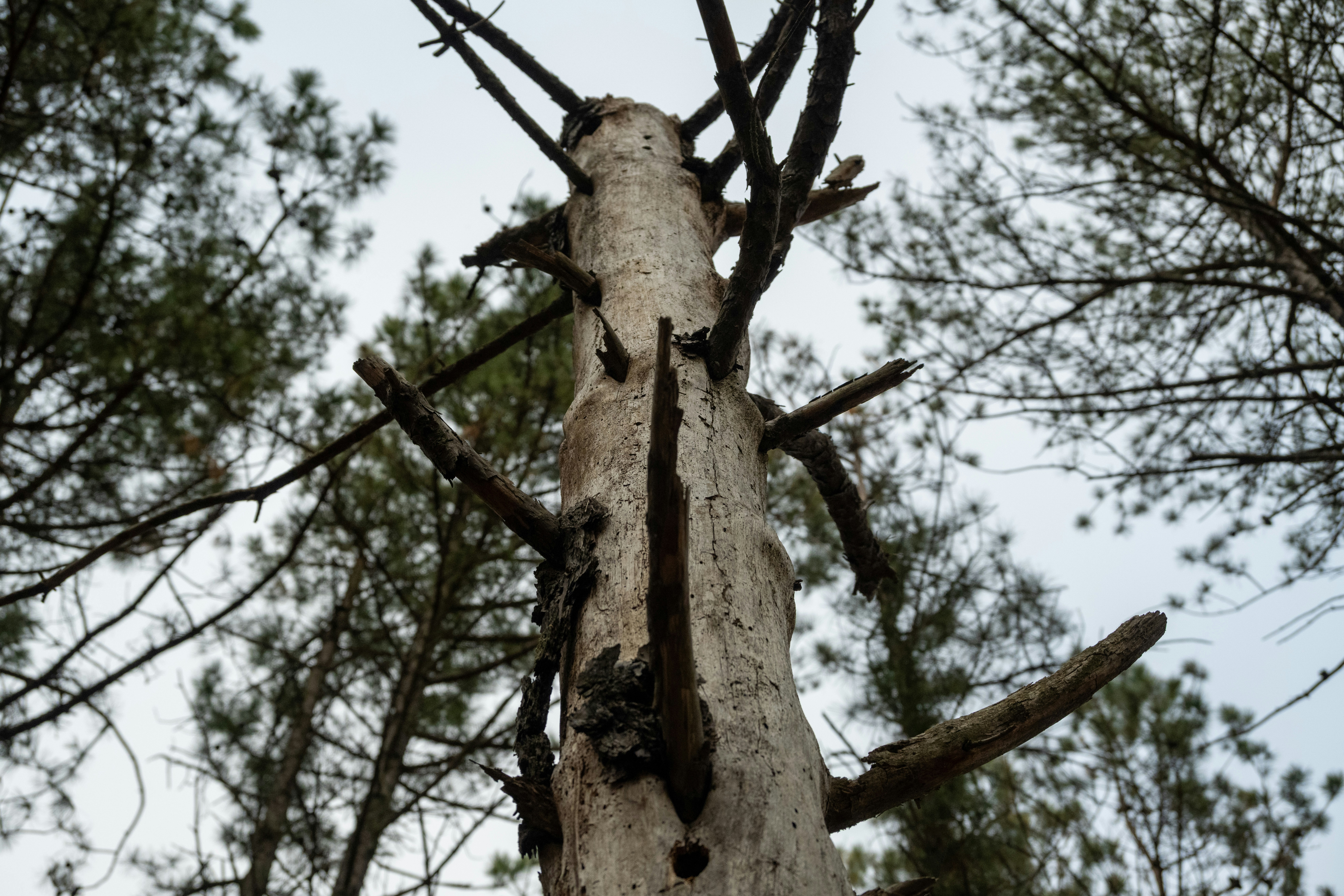 Tree Skeleton Reaching Skyward