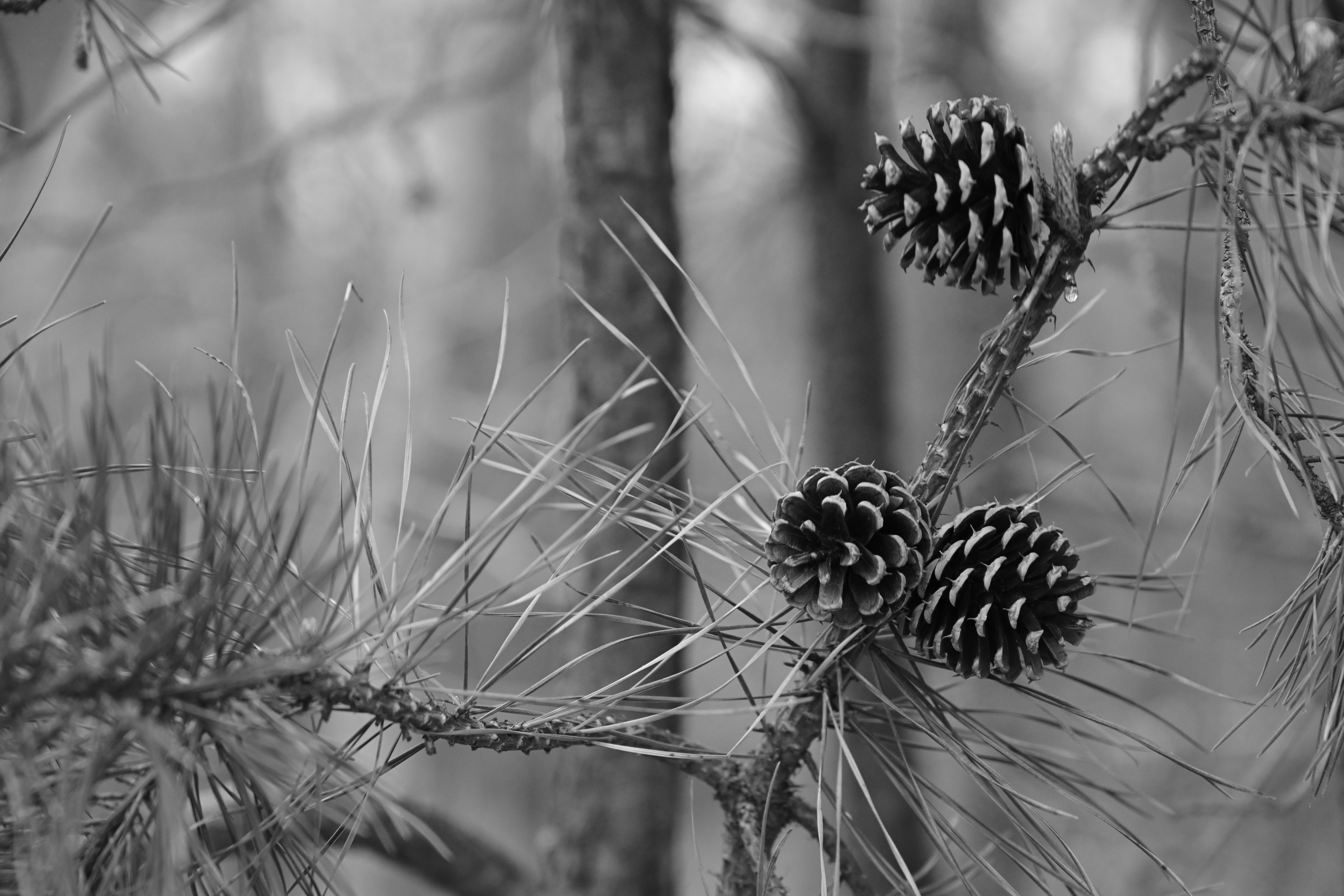 Pine Cone Cluster in Quiet Monochrome