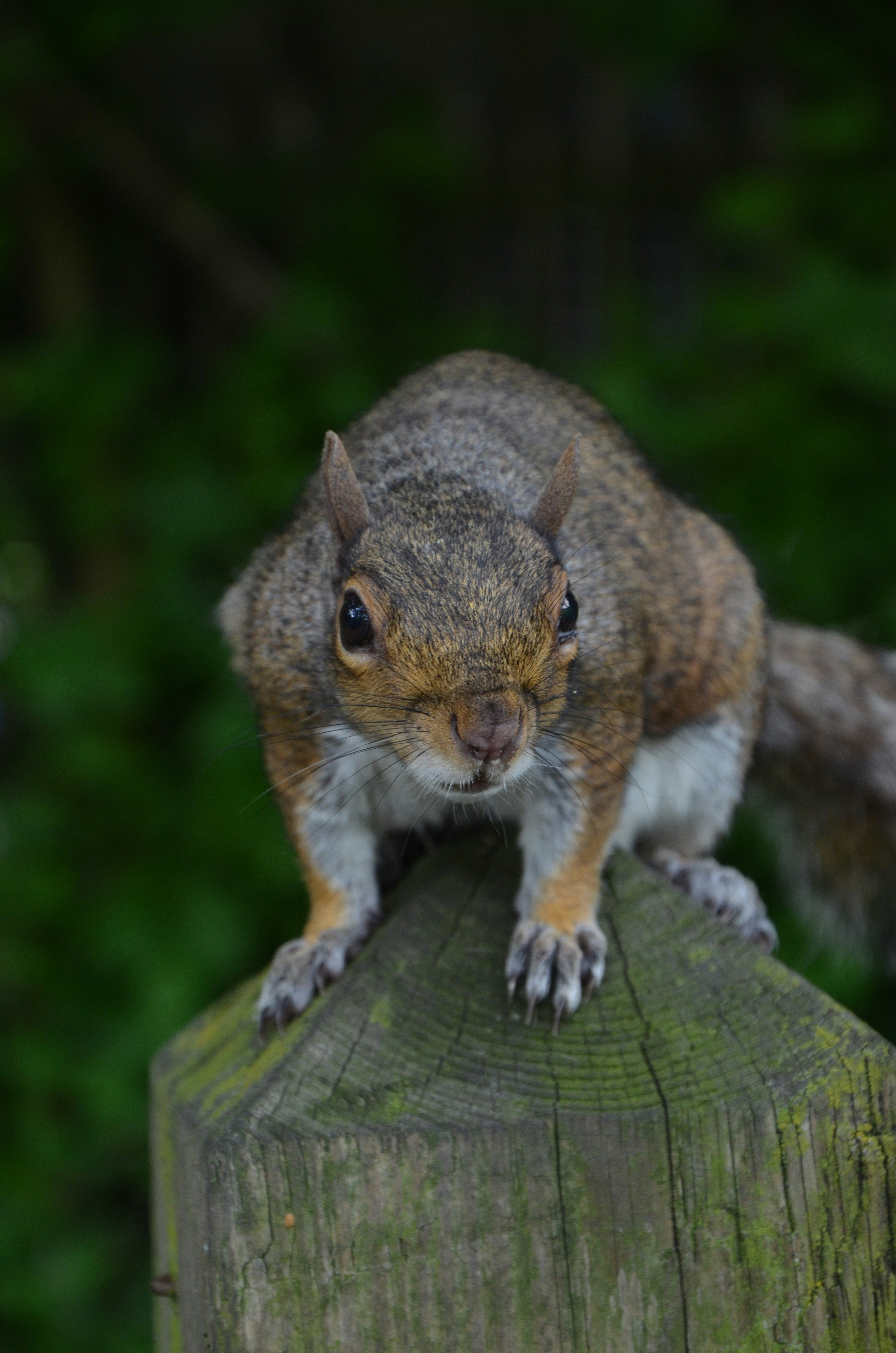 Curious Acorn Guardian Perched on Weathered Post