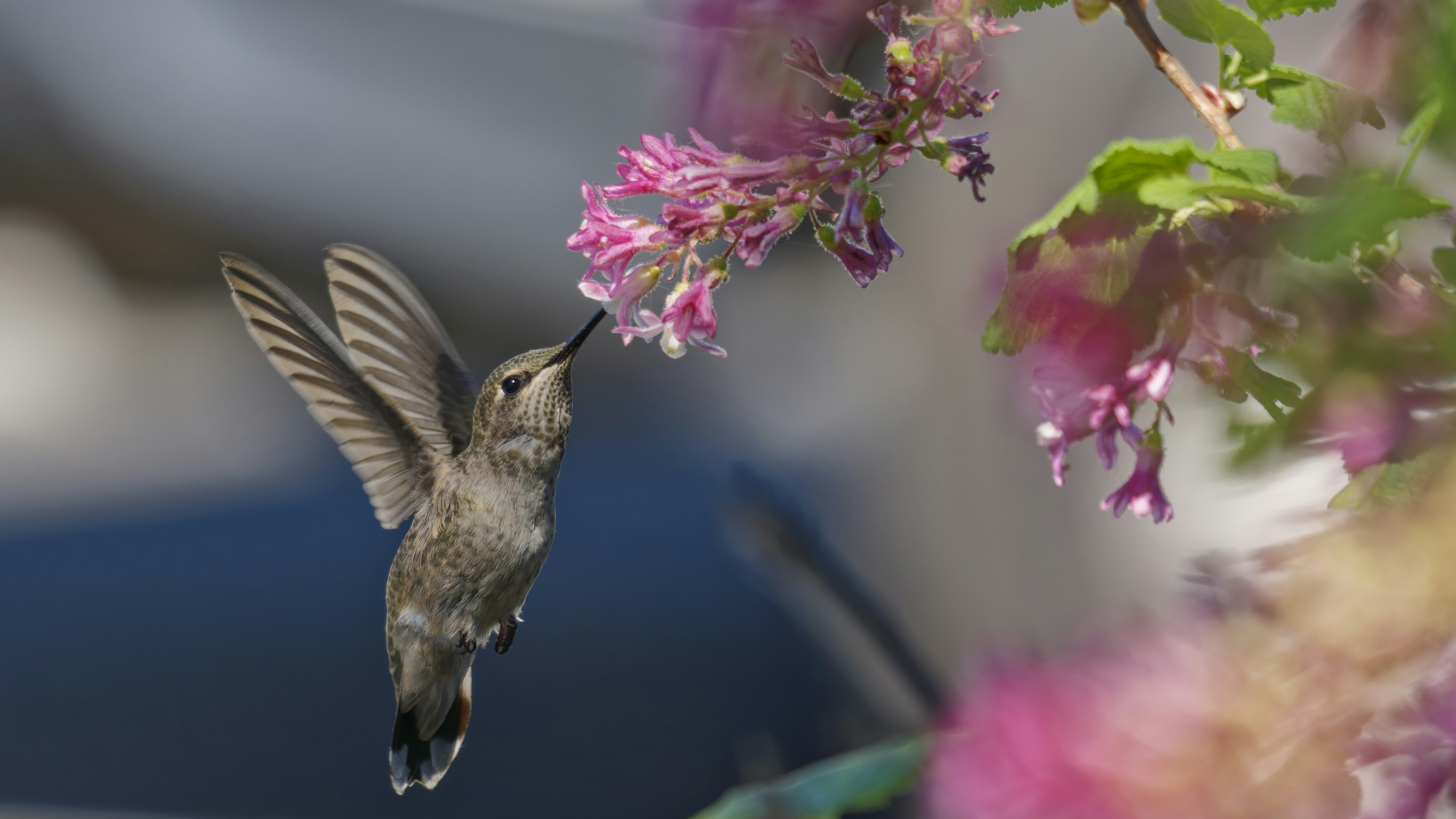 Hummingbird at a Pink Bloom: A Quick Sip in Soft Morning Light