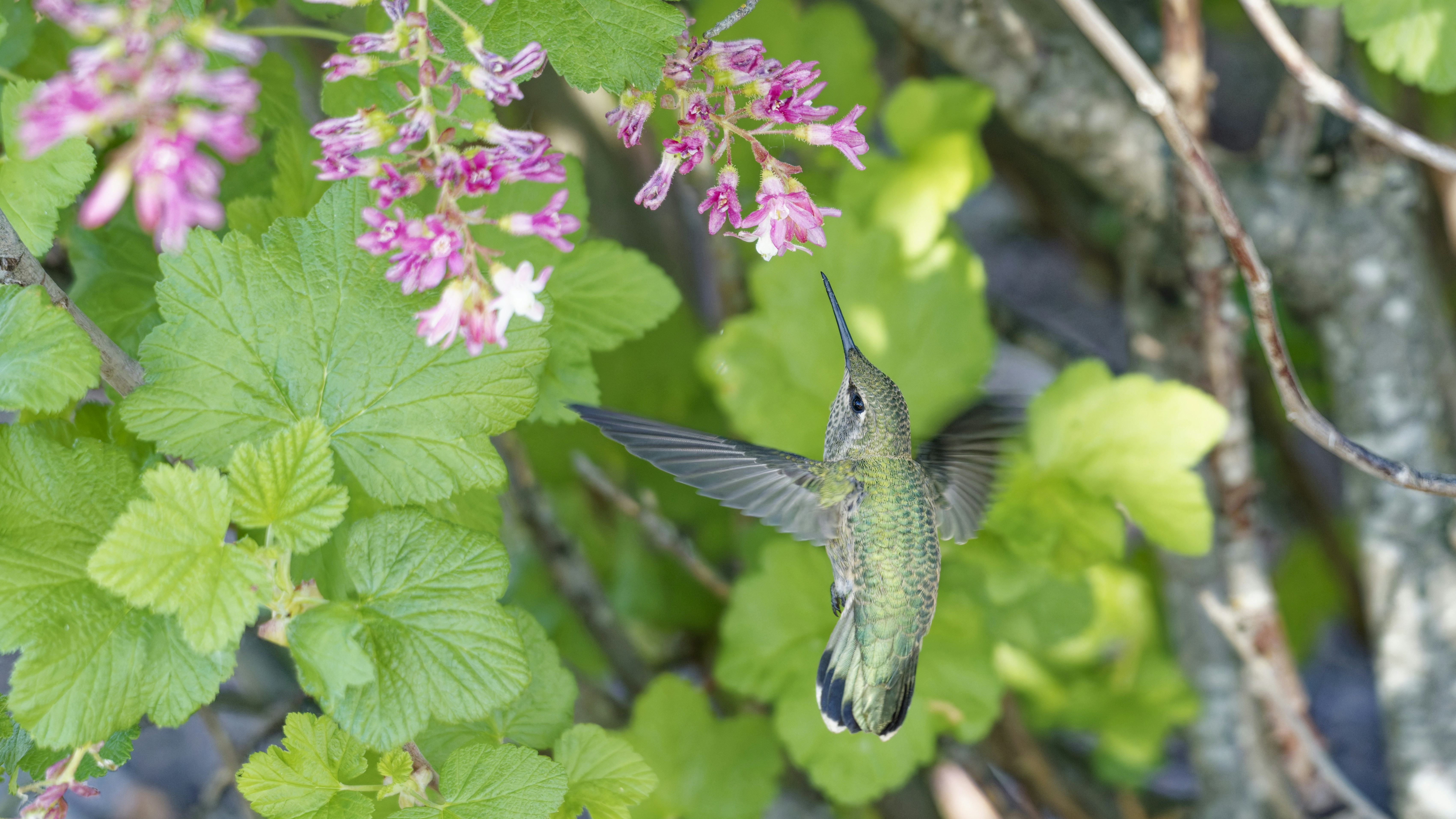 Hummingbird in a Green Frieze: A Jewel of a Moment