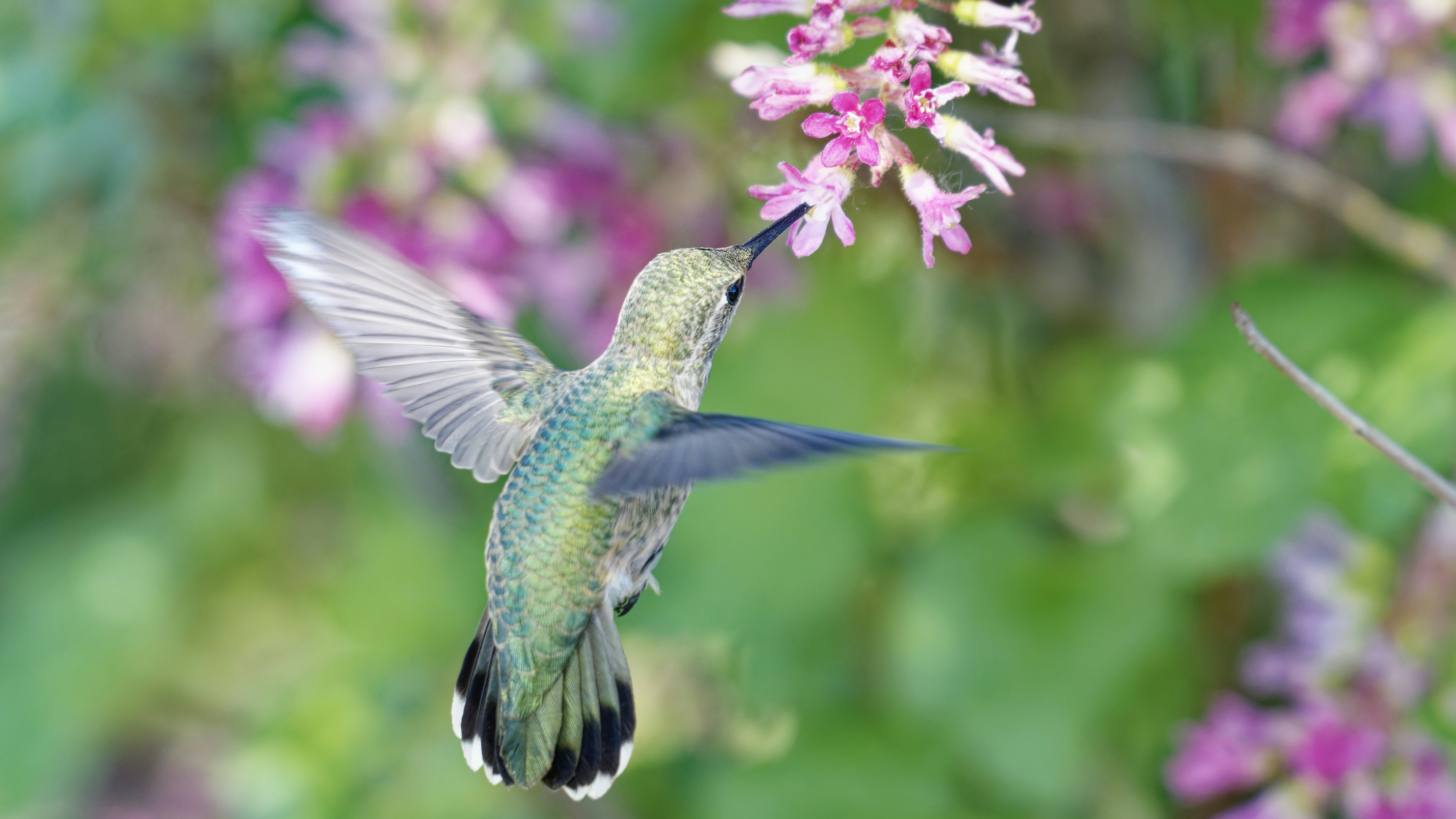 Emerald Hummer in Bloom: Hovering to Sip Nectar