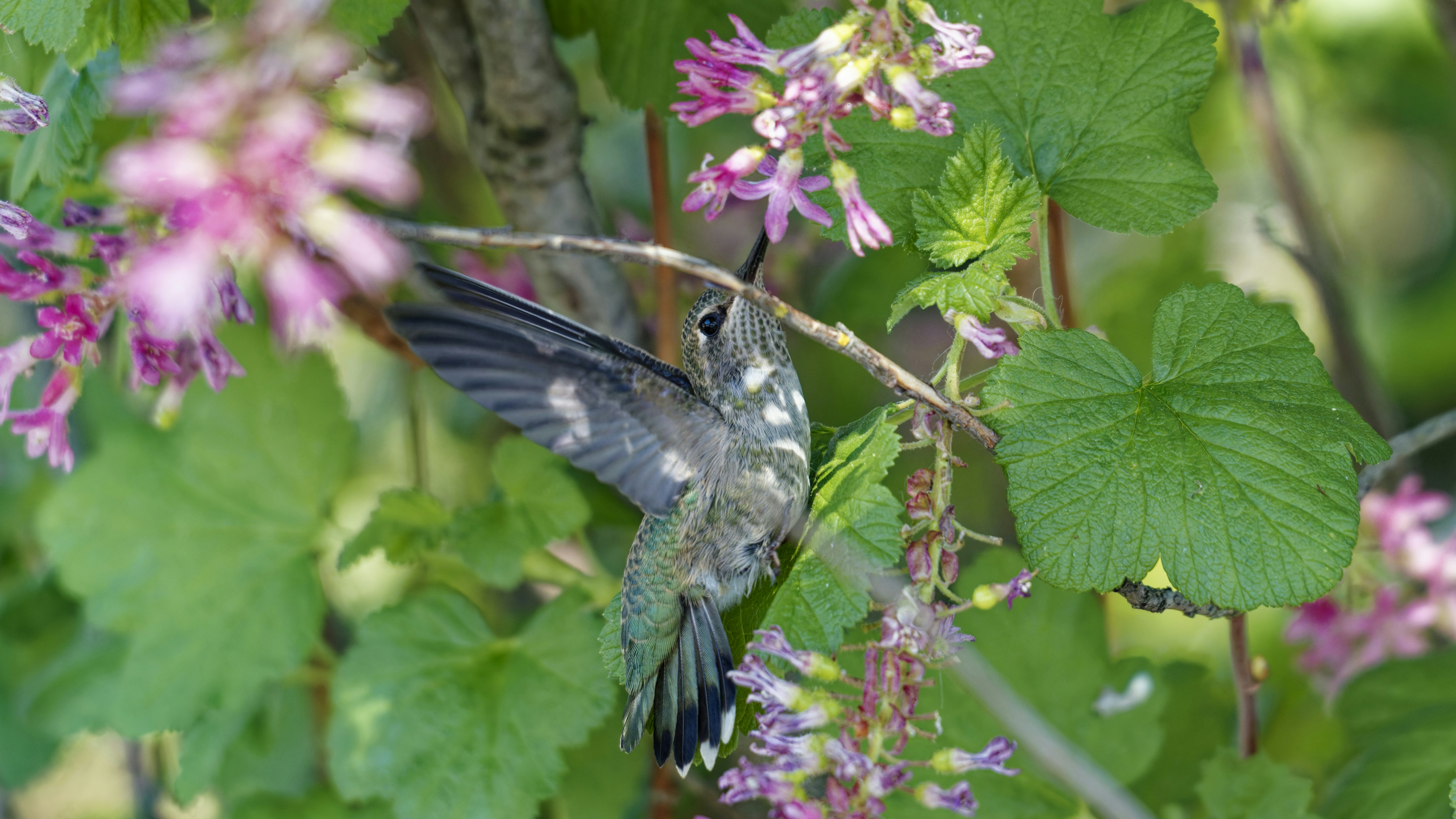 Hummingbird in Lavender Bloom: a Moment of Flight
