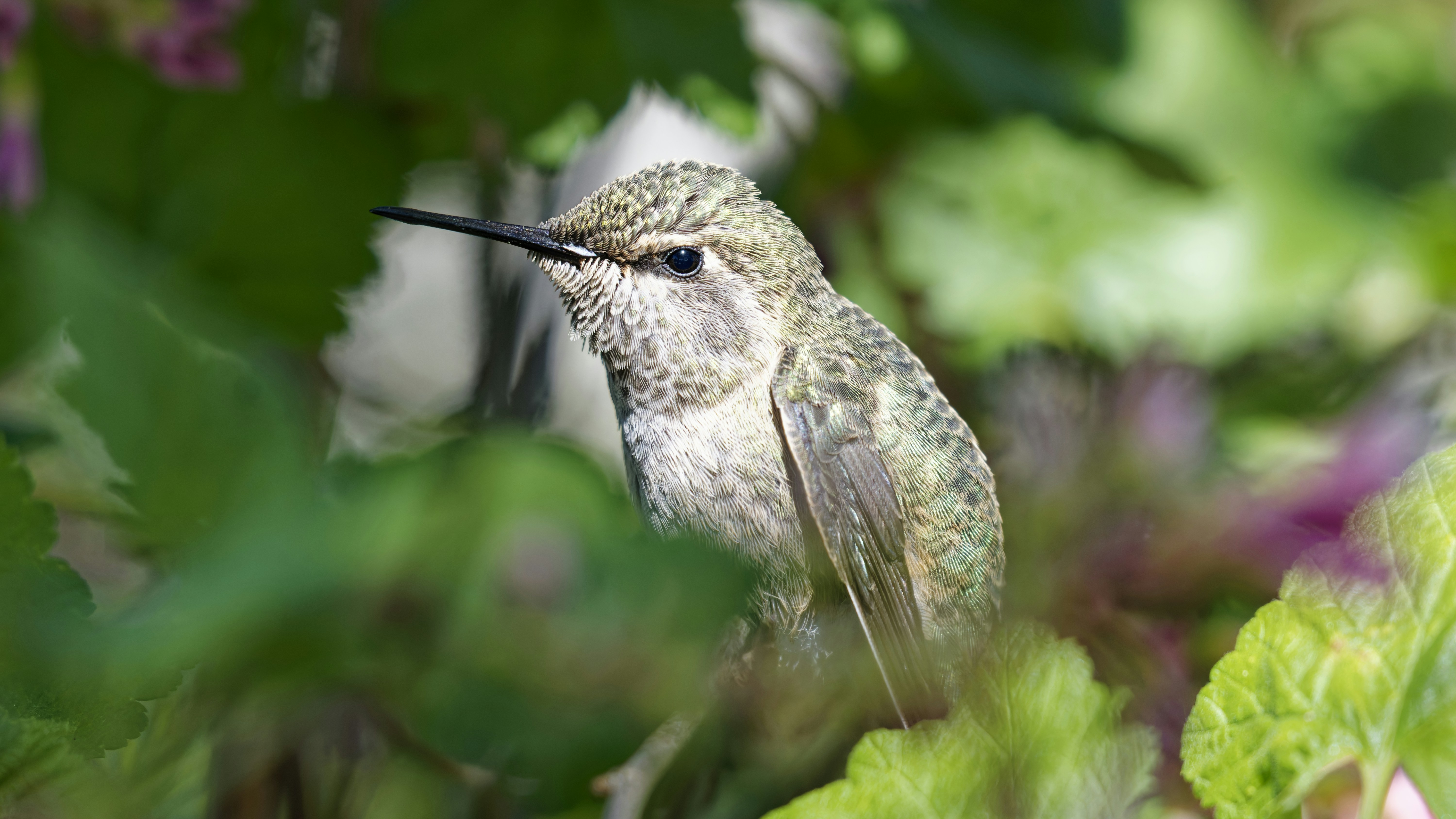 Whiskered Hummingbird in a Green Canopy